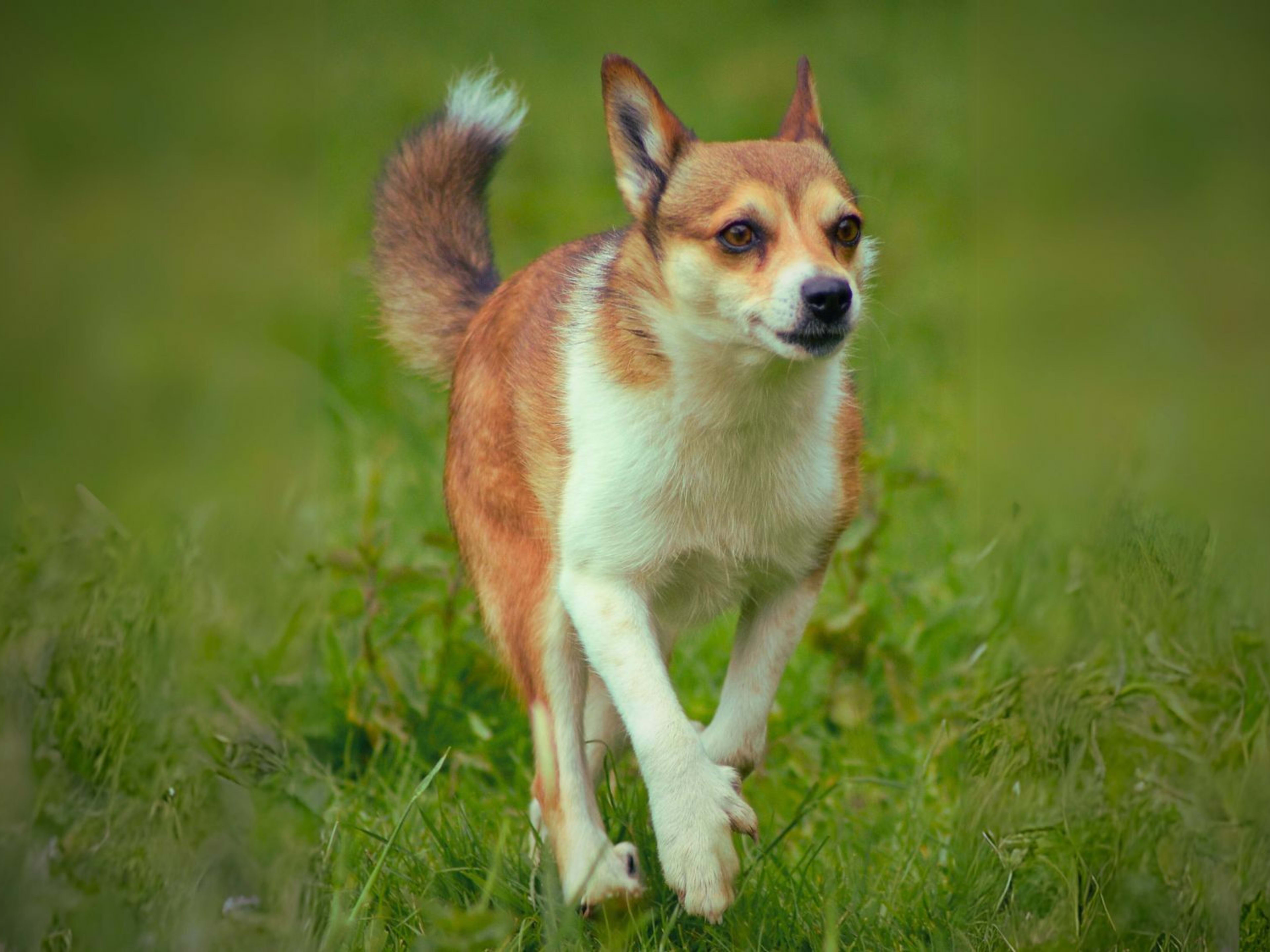 The Norwegian Lundehund: The Unique Puffin Hunting Dog Breed From Norway