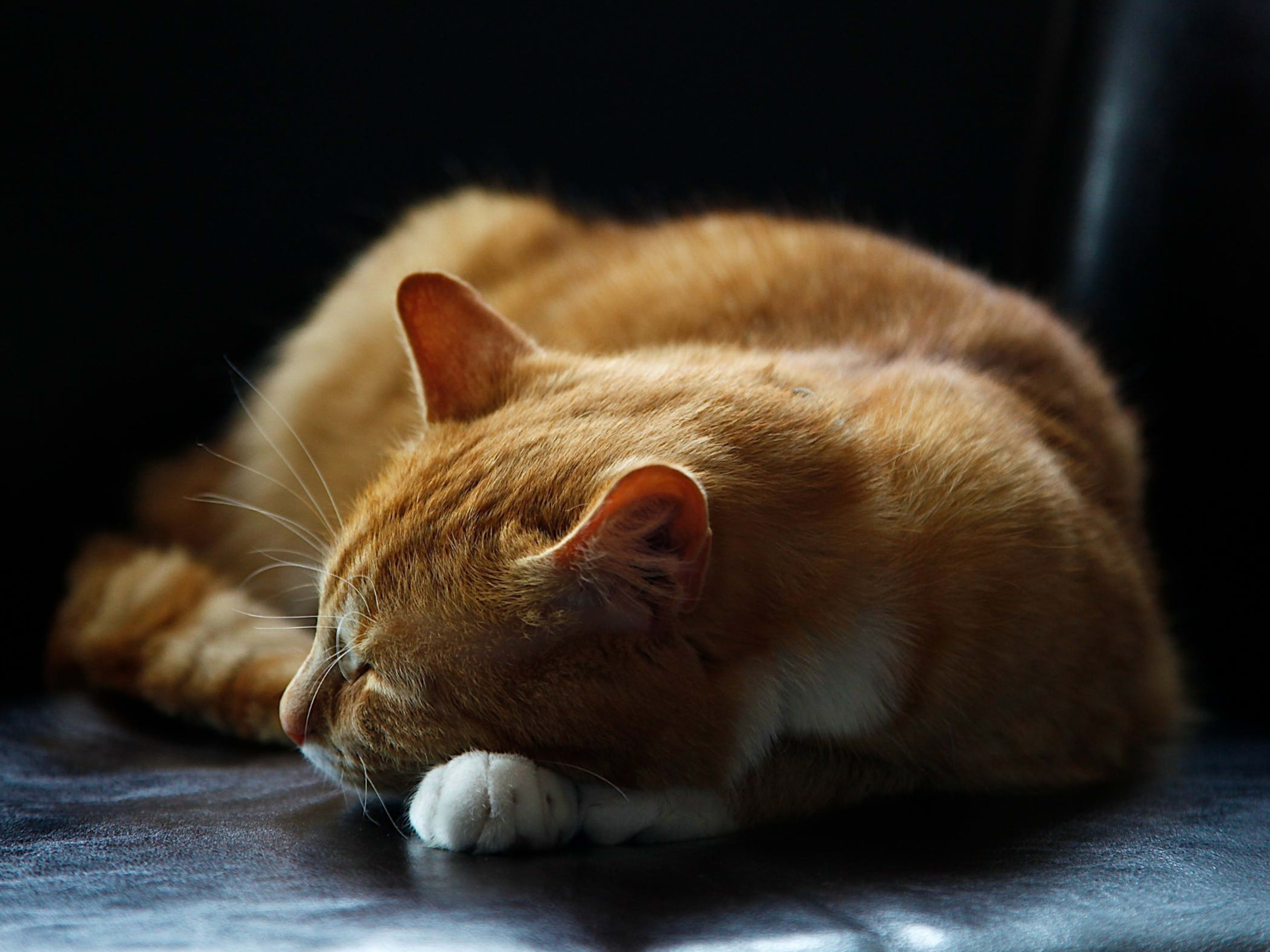 Why Would a Healthy Cat Suddenly Die? - PetHelpful