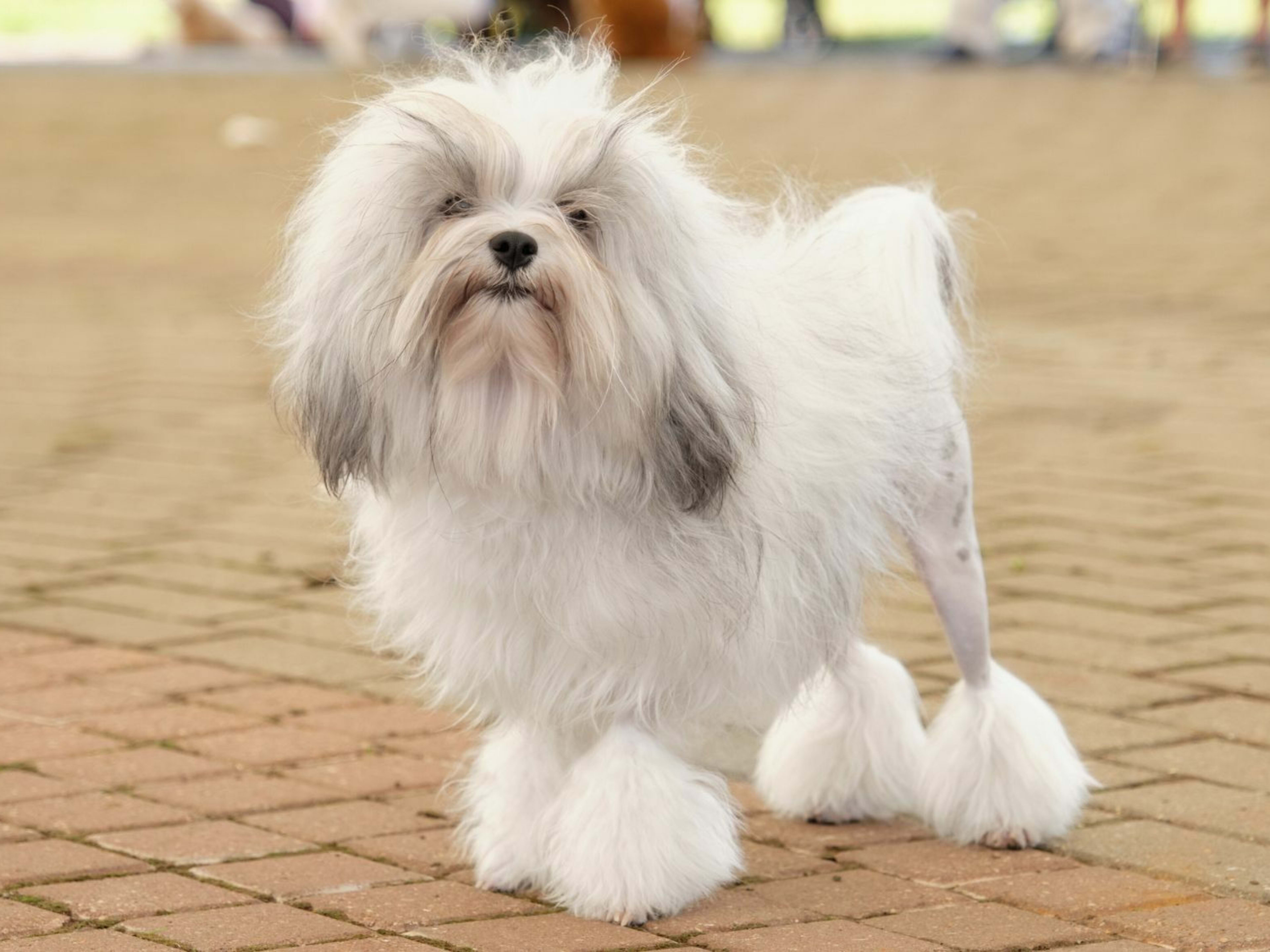 Löwchen: The “Little Lion” Dog Breed With an Affectionate Personality ...
