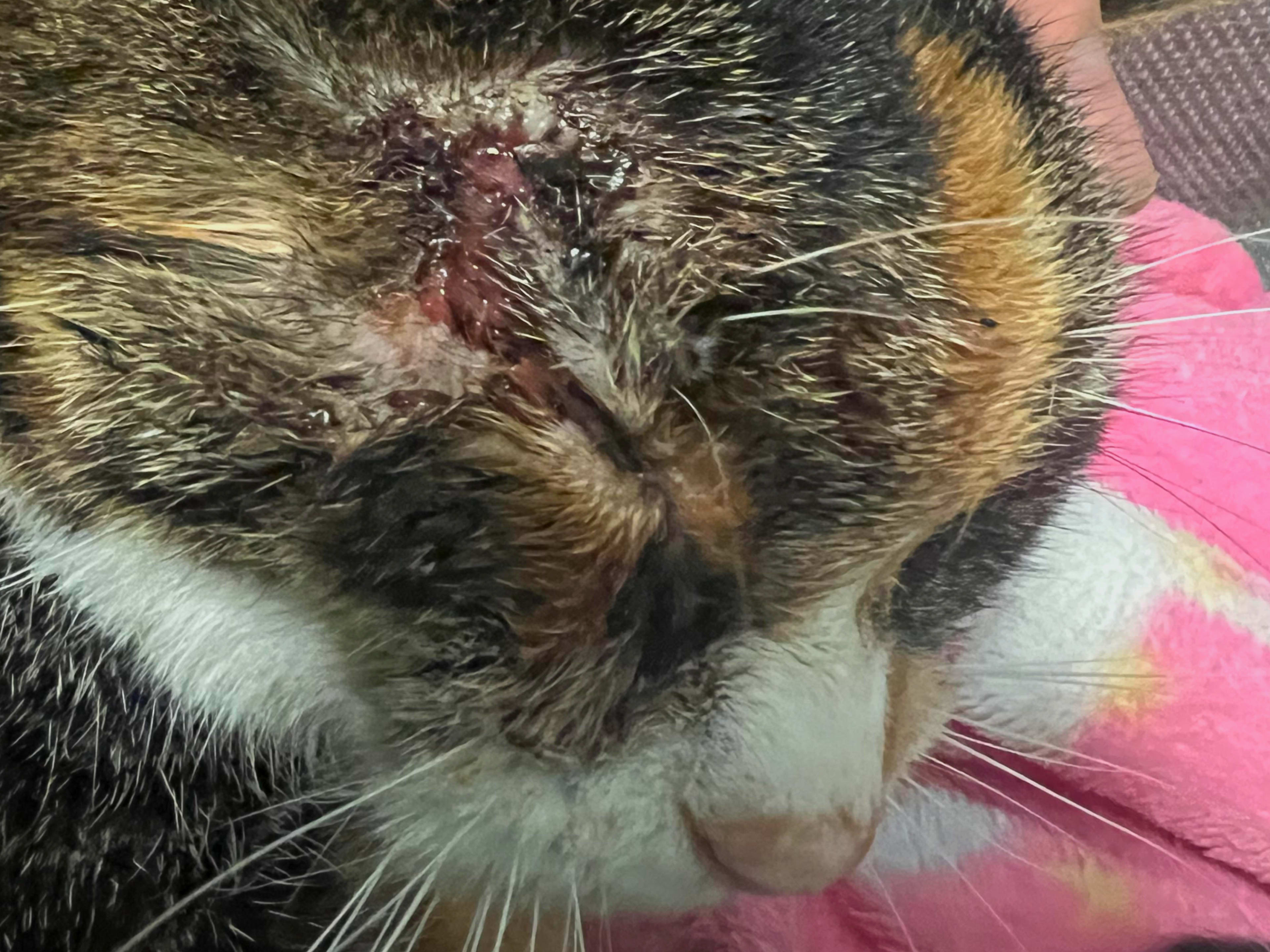 What Causes Rash And Swollen Eyes In Cats And Cats - Infoupdate.org