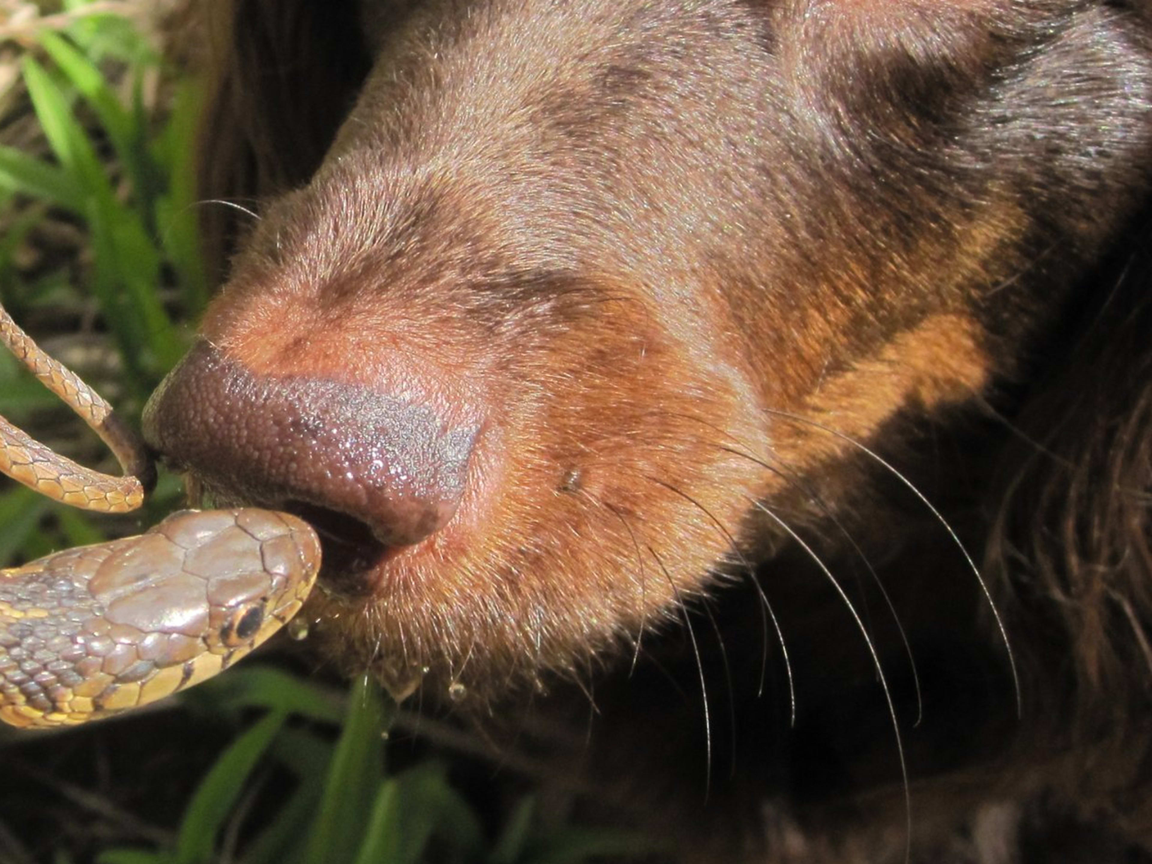 No Vet: What Should I Give My Dog for a Snake Bite? - PetHelpful