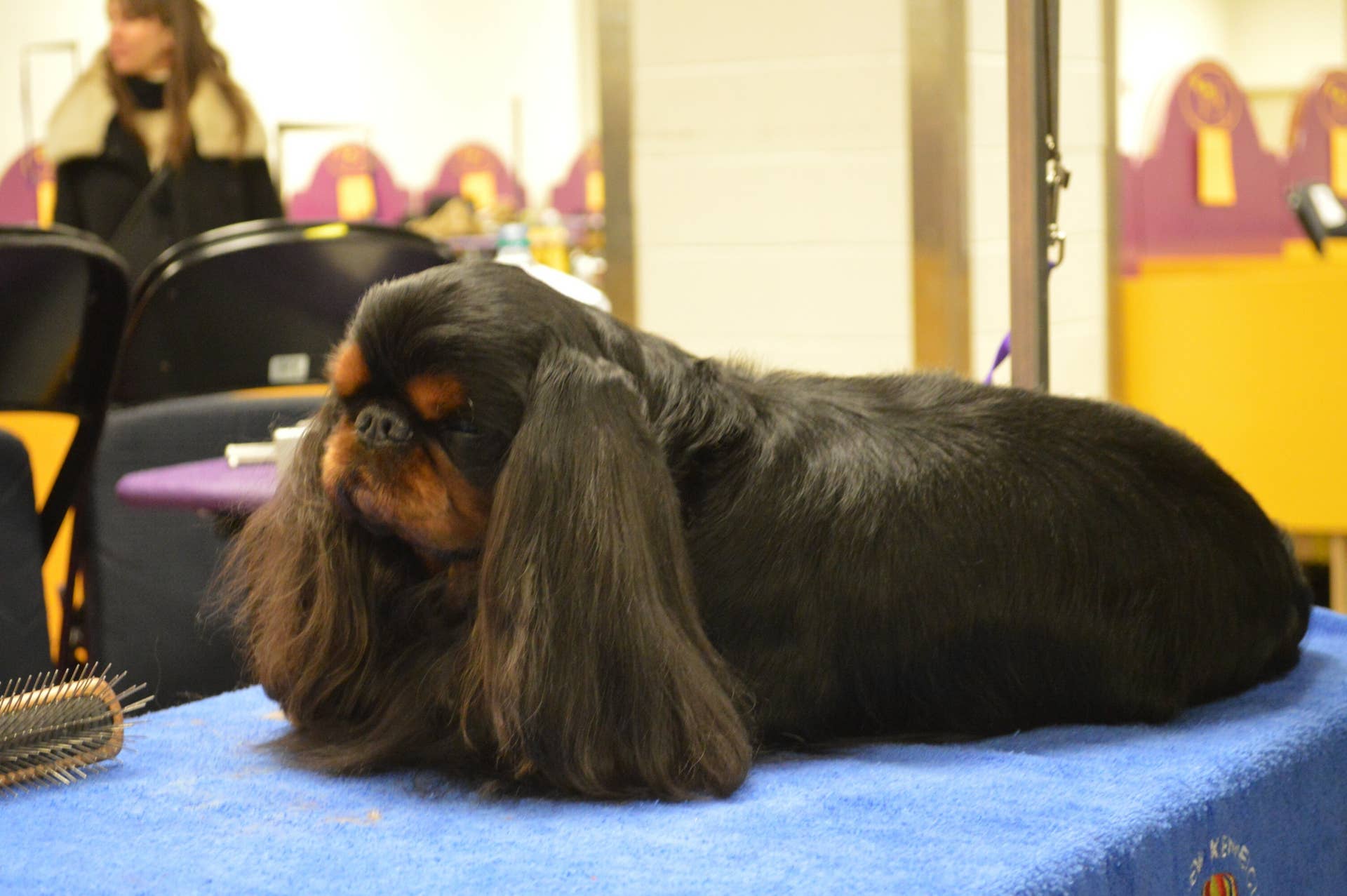 Discover the English Toy Spaniel: A Guide to the Gentle and ...