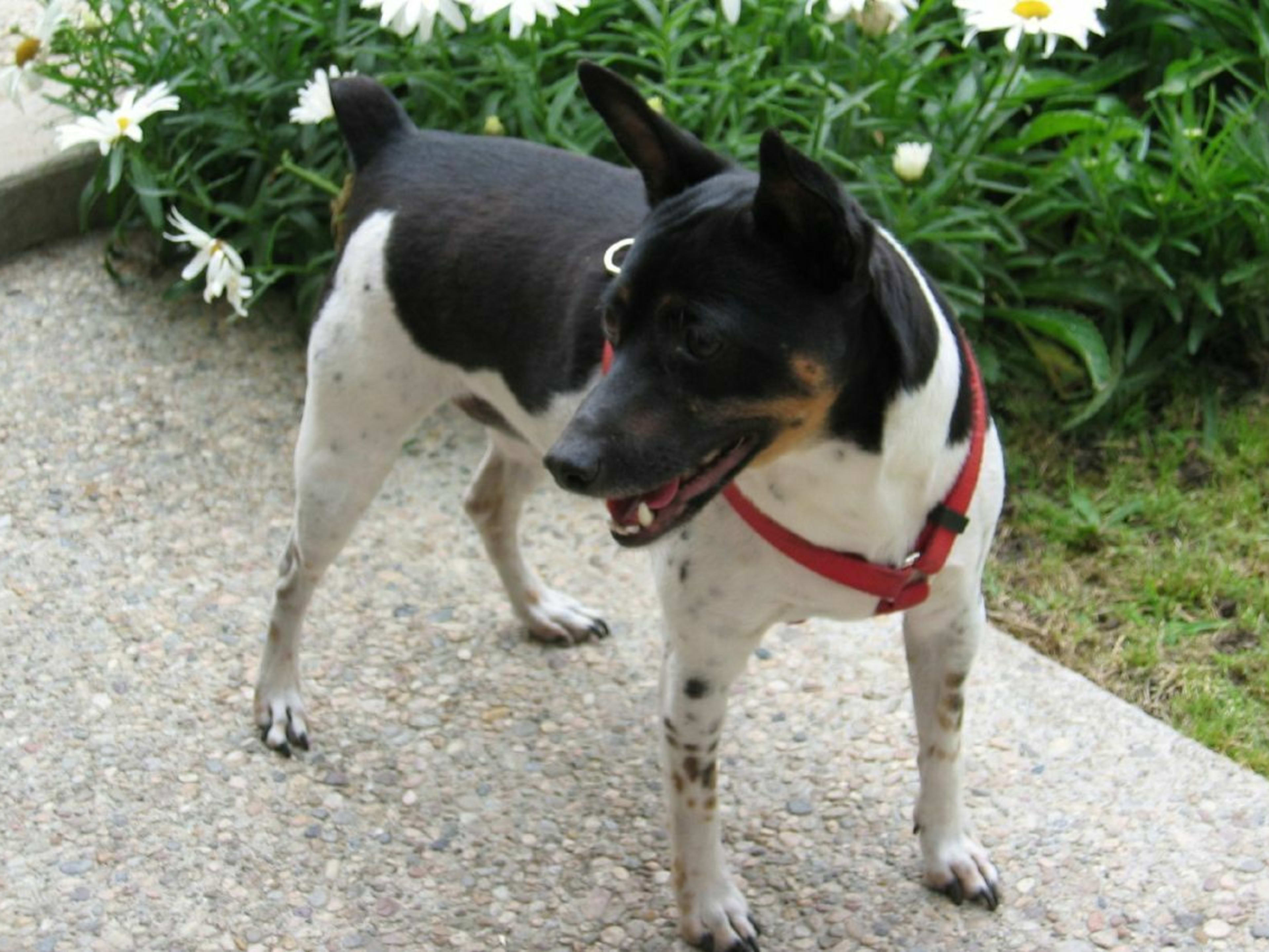 Rat Terrier 101: What You Need to Know About This Intelligent and ...