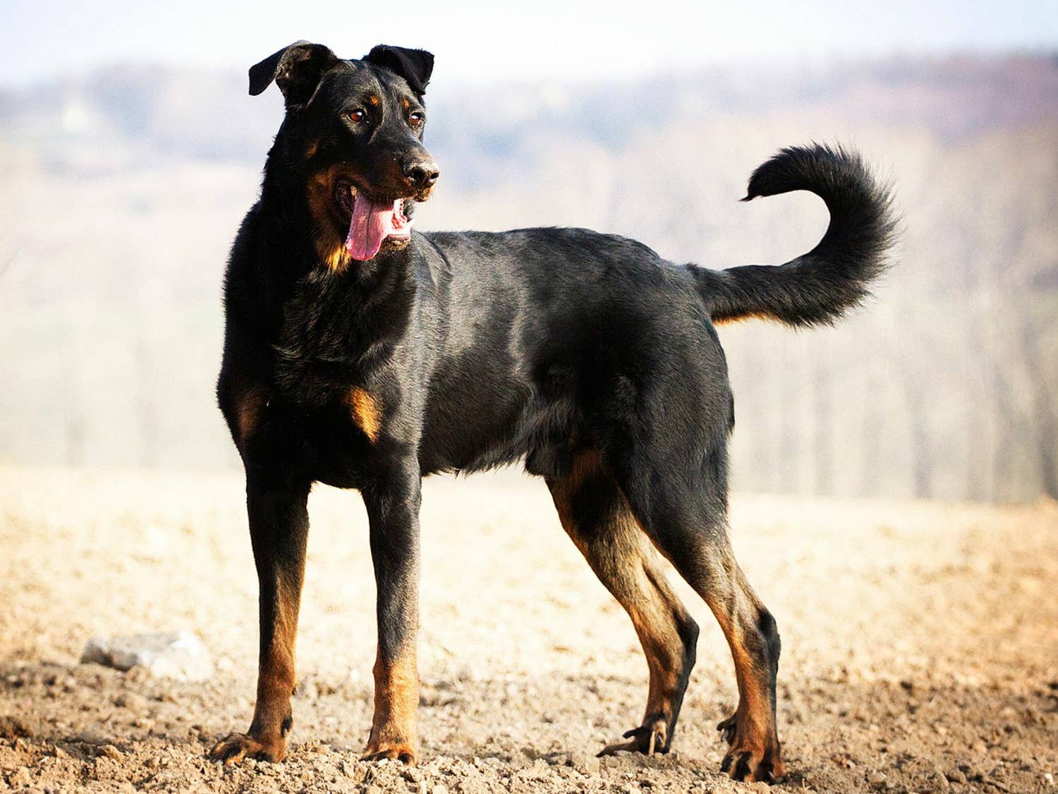 The Beauceron Dog Breed: History, Temperament, and Care Guide
