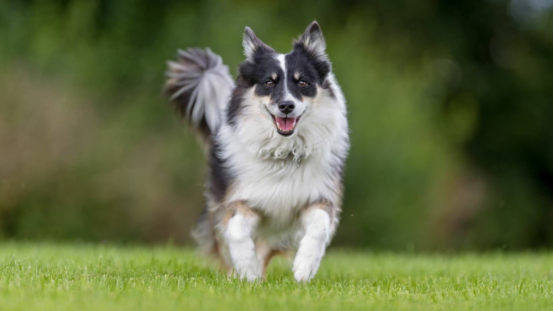 Icelandic Sheepdogs: Guide to Their History, Characteristics, and Care