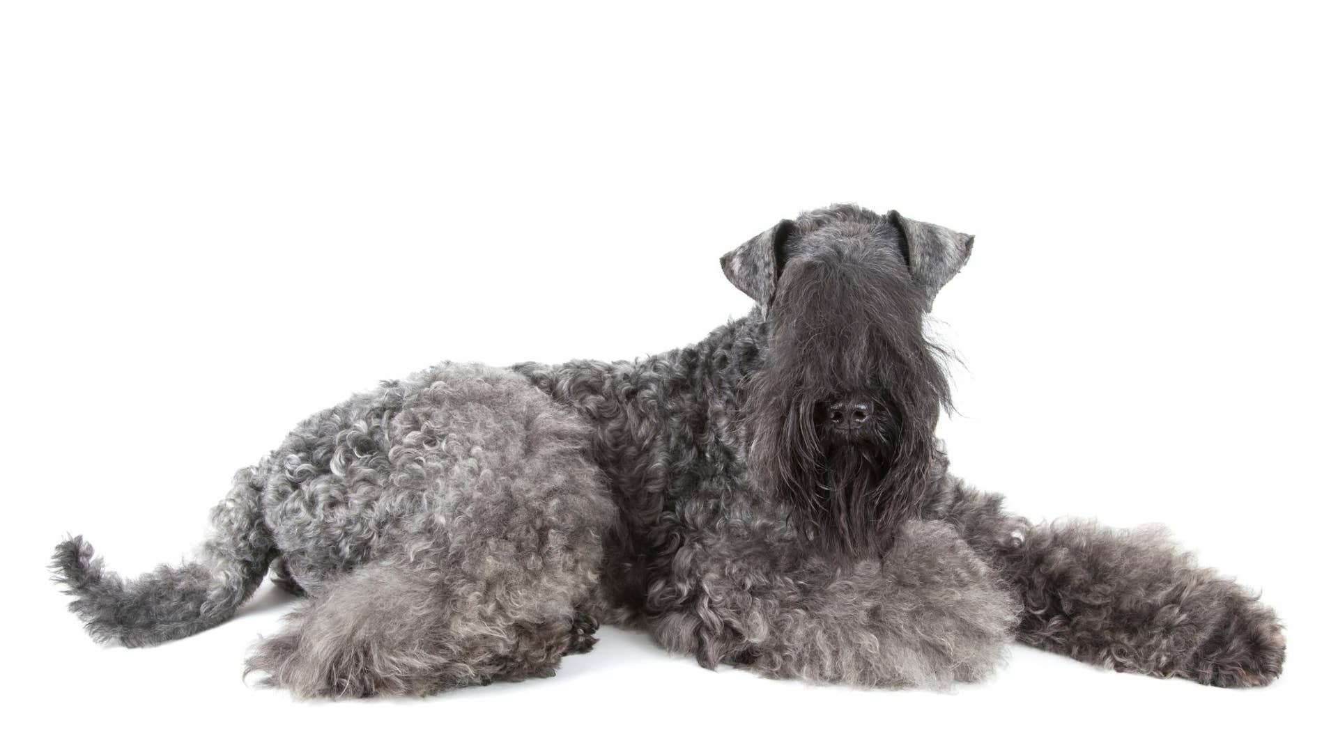 The Kerry Blue Terrier: From Hunting Companion to Loyal House Guardian
