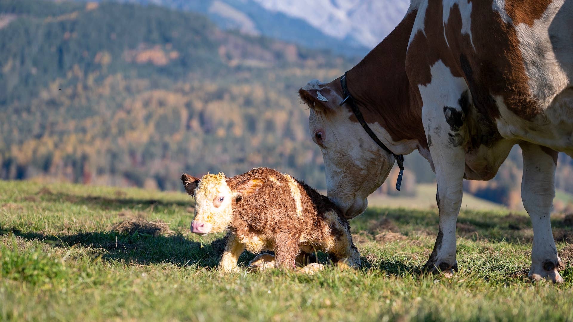 Calf