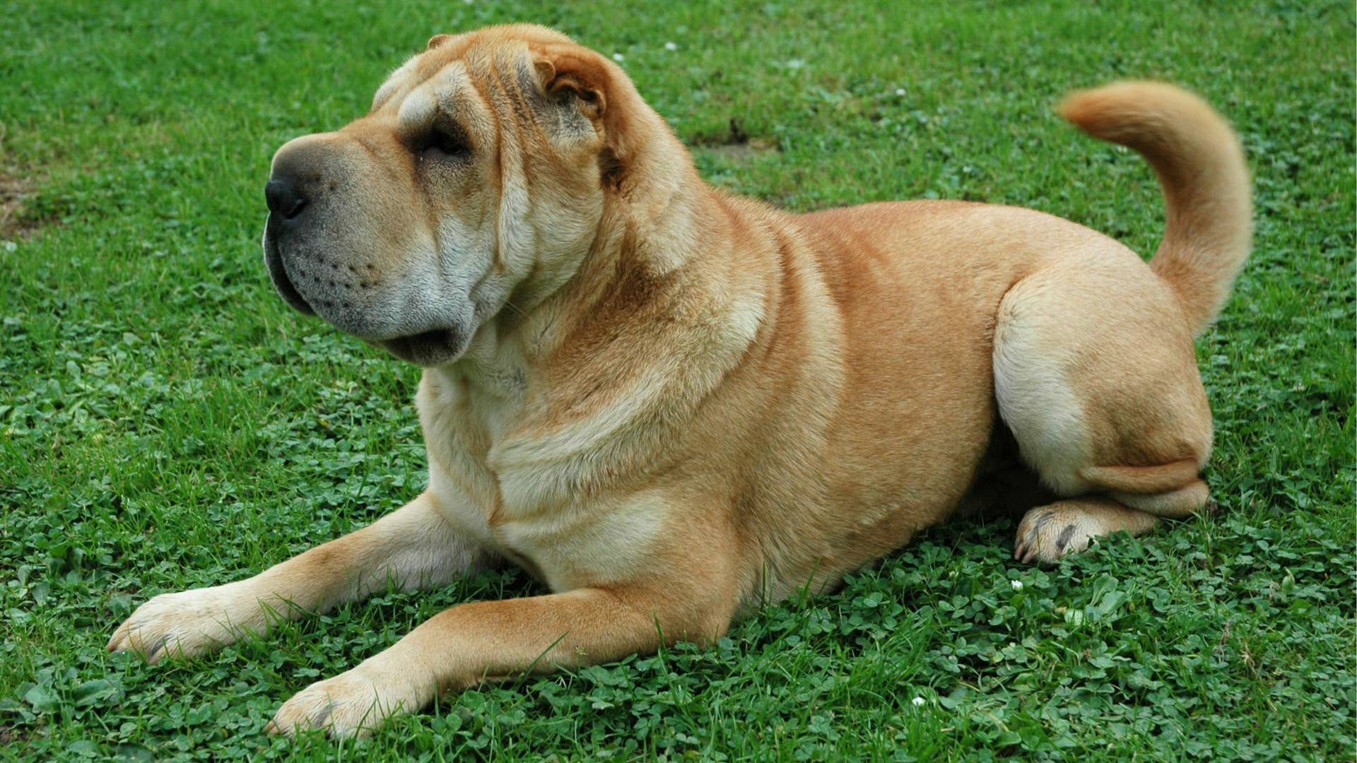 Shar Pei Pictures Only