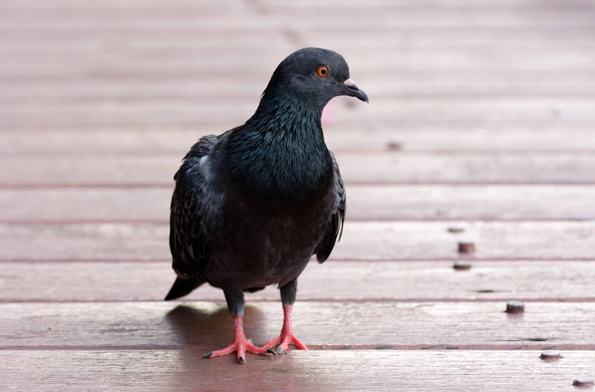 Pigeons