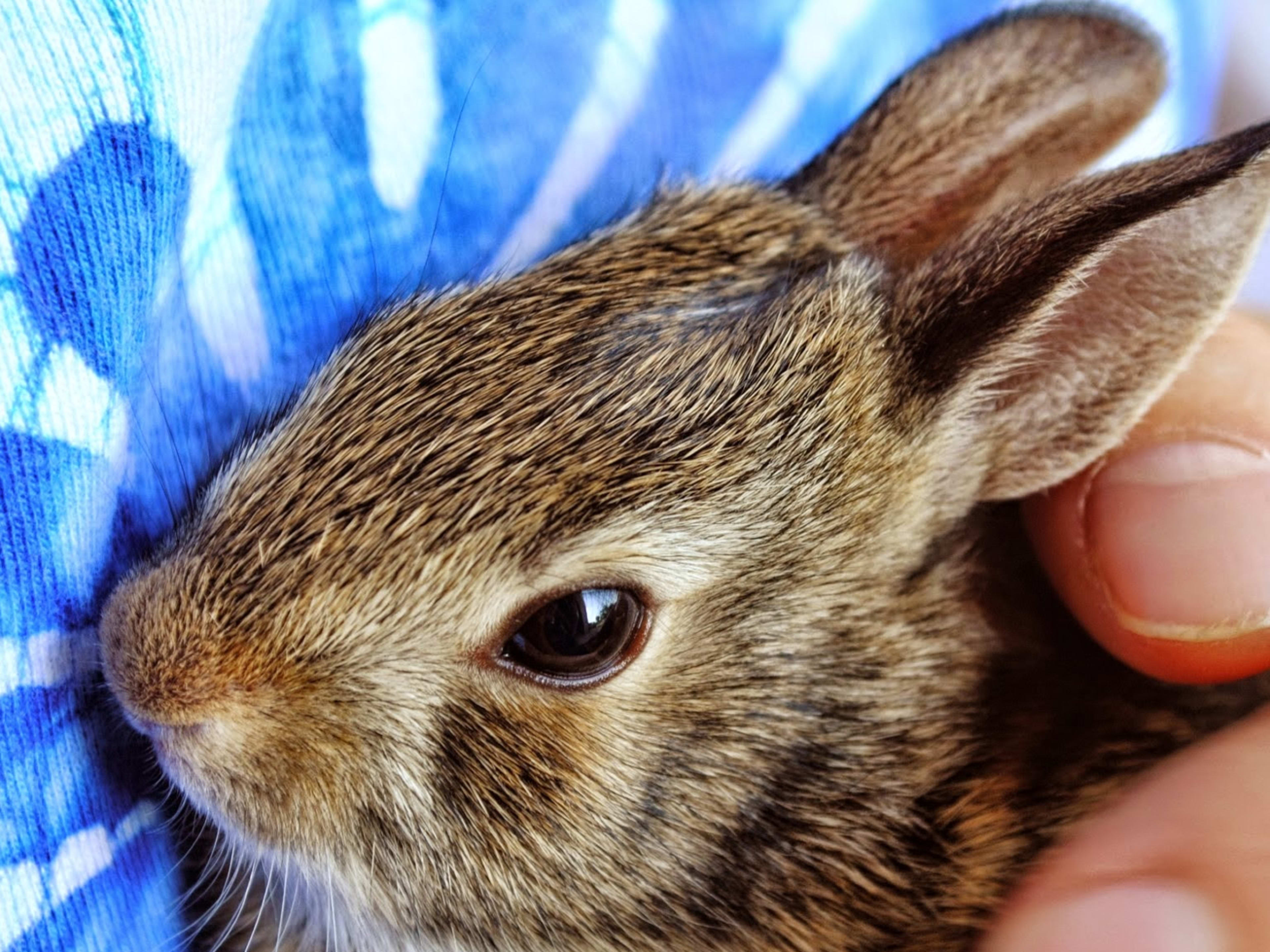 Why Is My Rabbit Losing Fur Around His Eye?