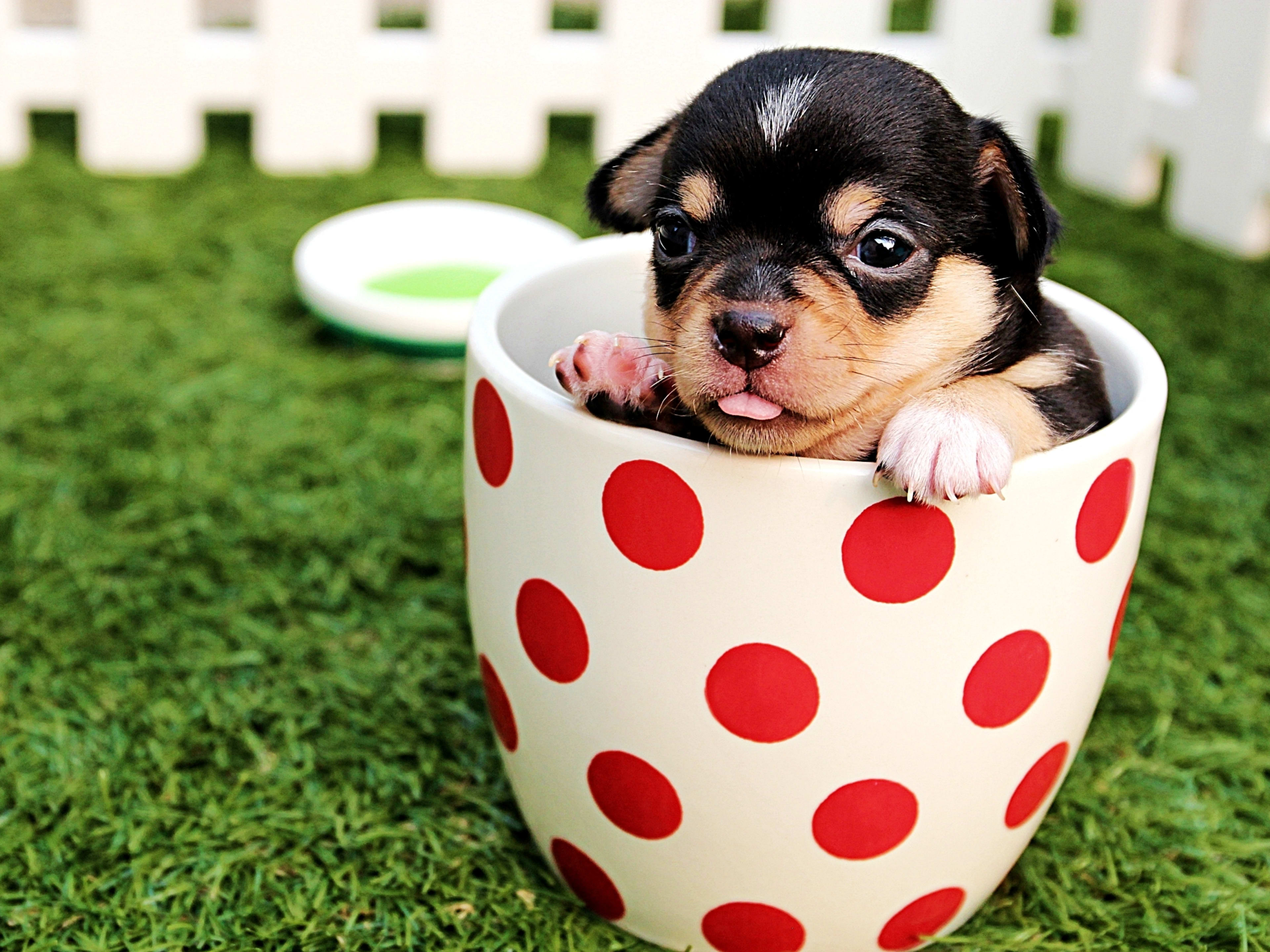 400 Unique Female Dog Names for Your Girl Pup - PetHelpful