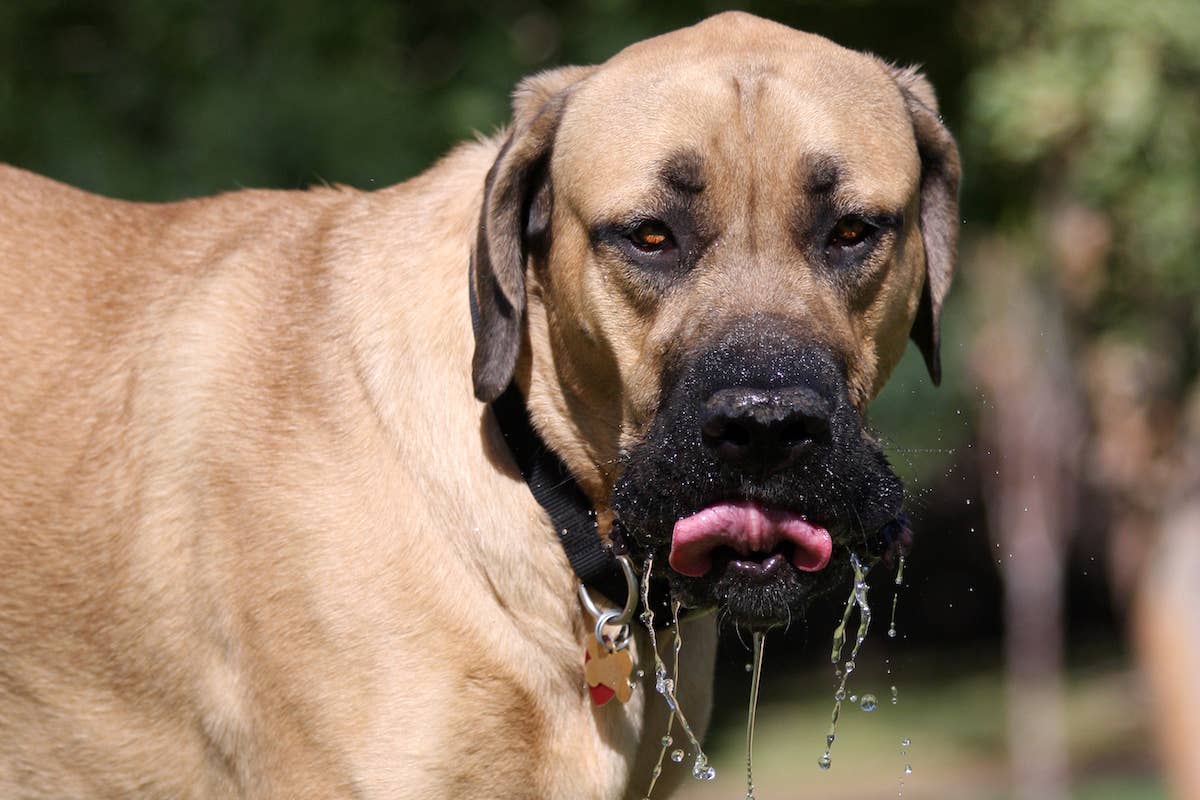 Mastiff
