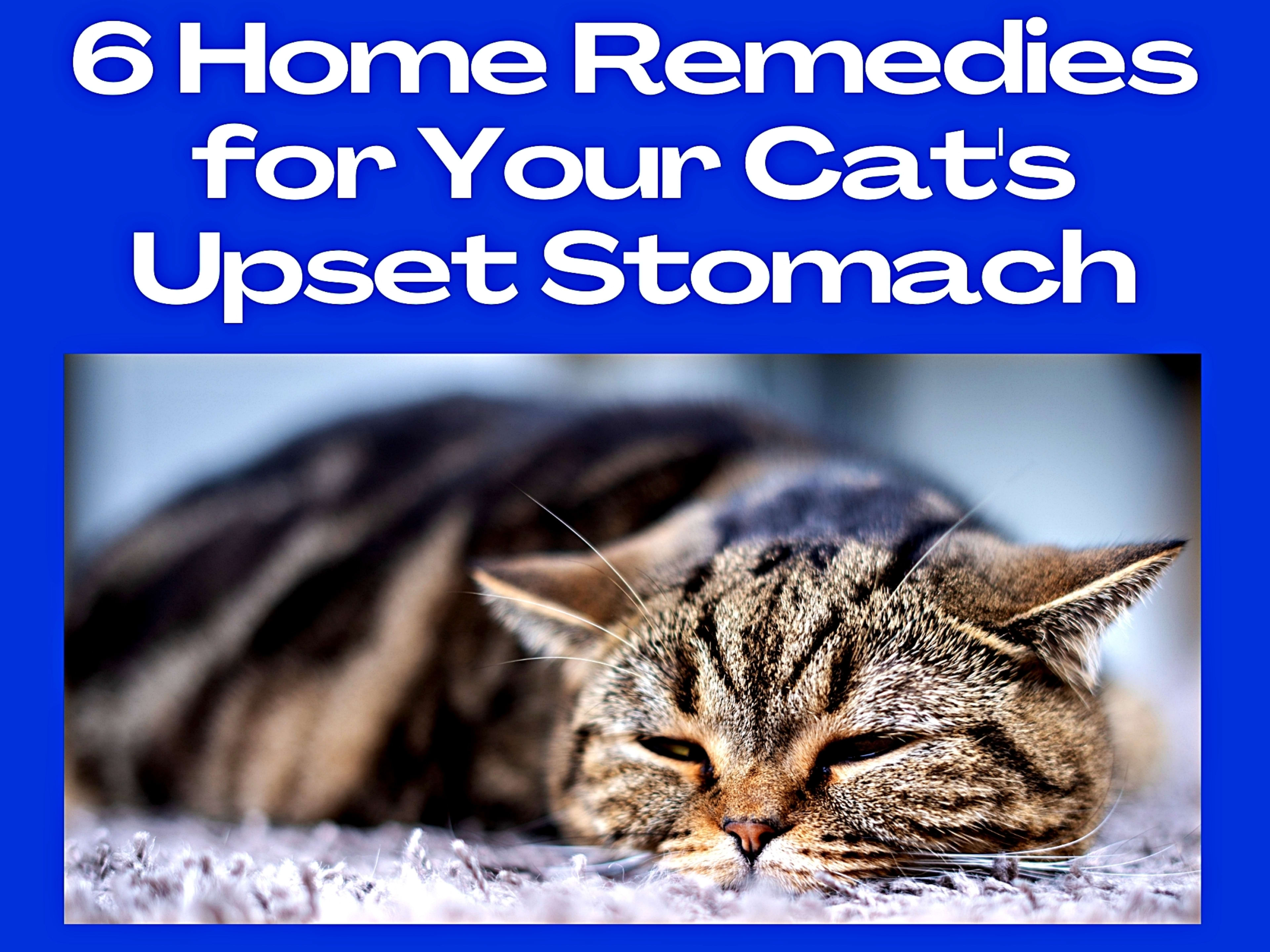 6 Home Remedies for Your Cat's Upset Stomach