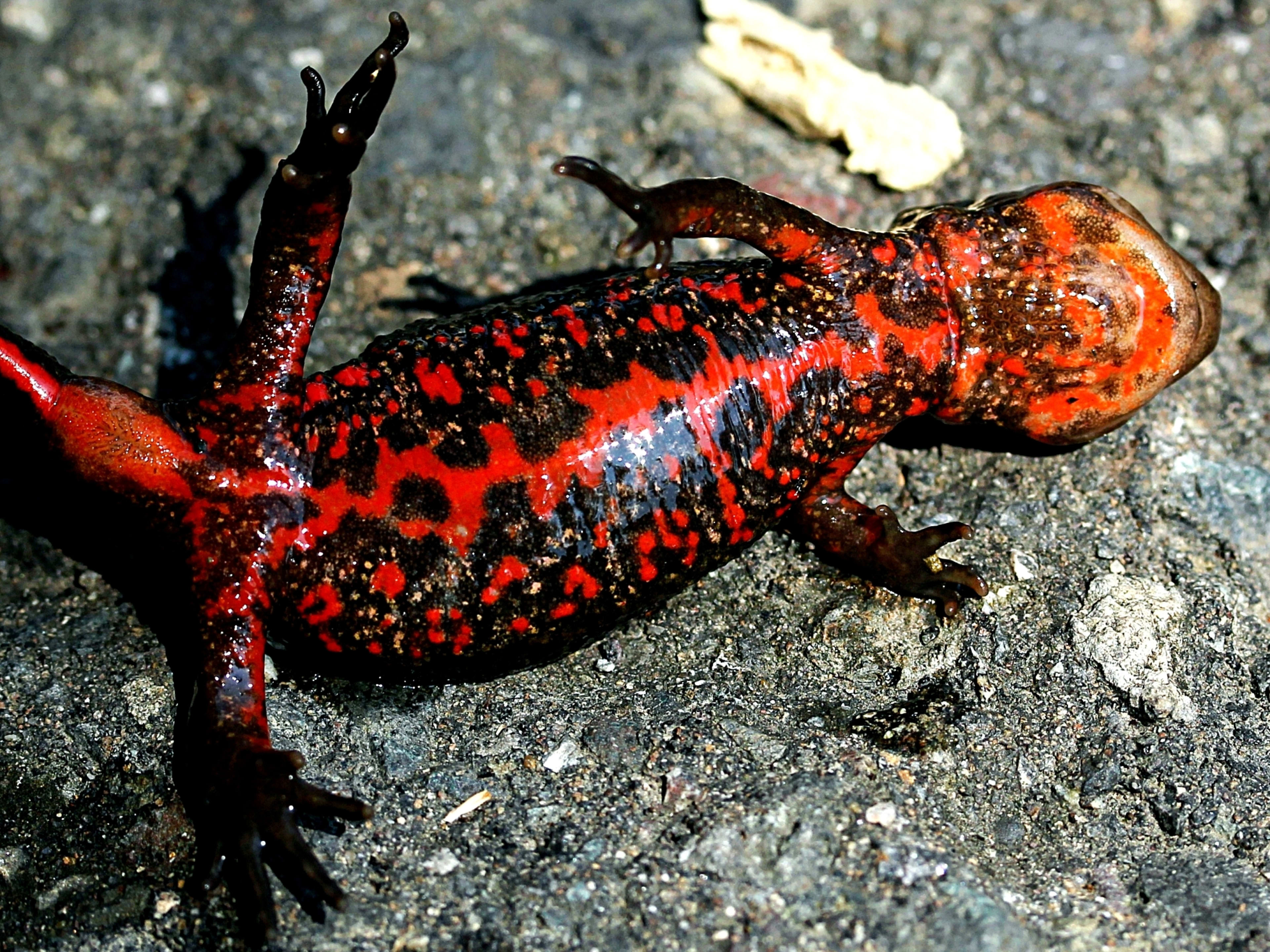 Different Species Of Salamanders