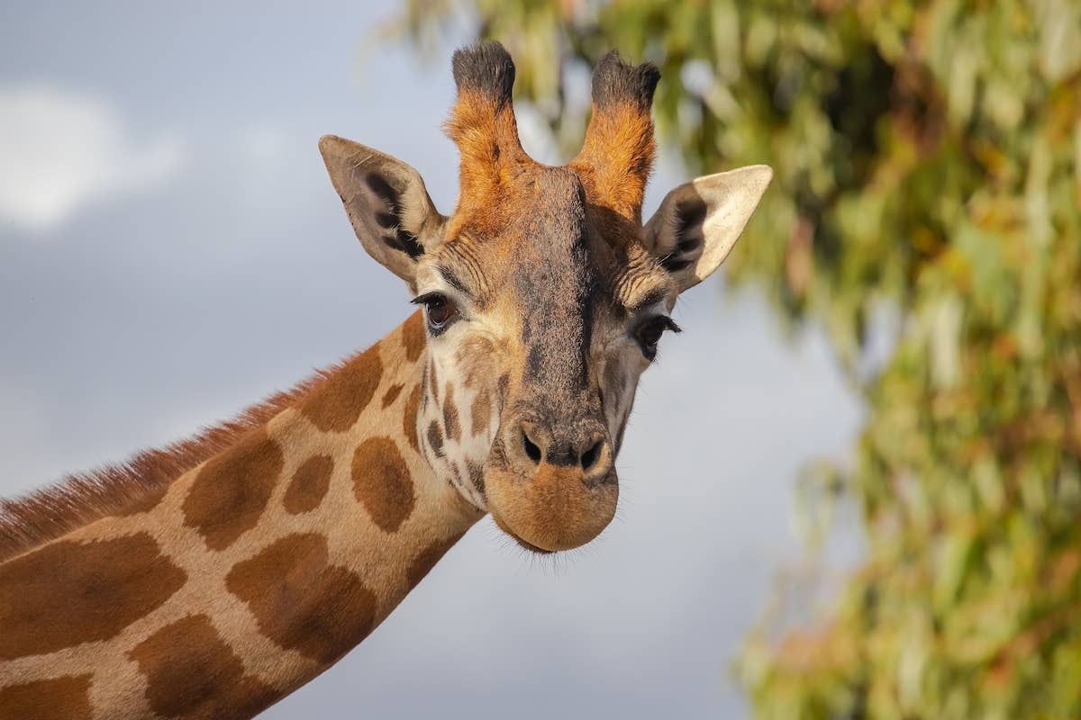 Giraffe