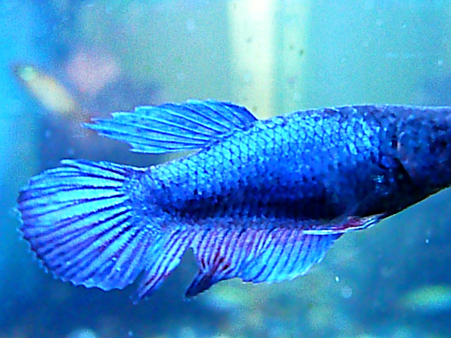 How to Care for an Old Betta Fish - PetHelpful