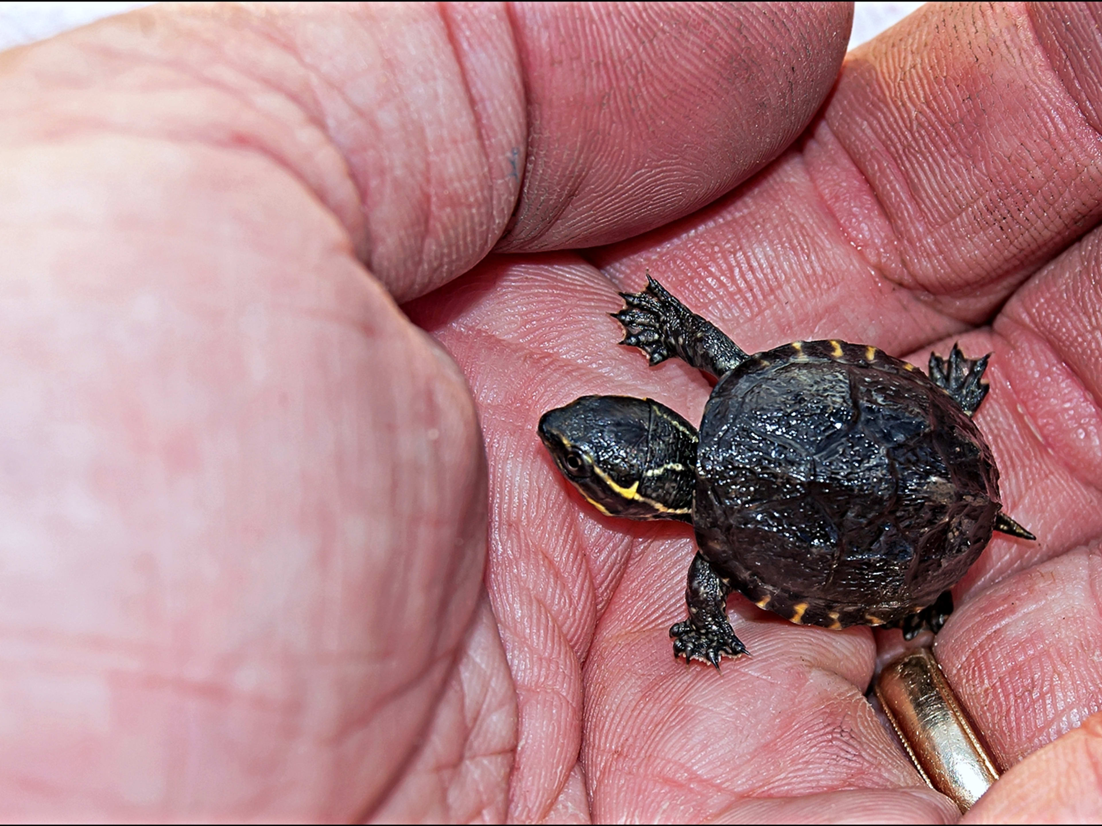 What Do Pet Turtles Need