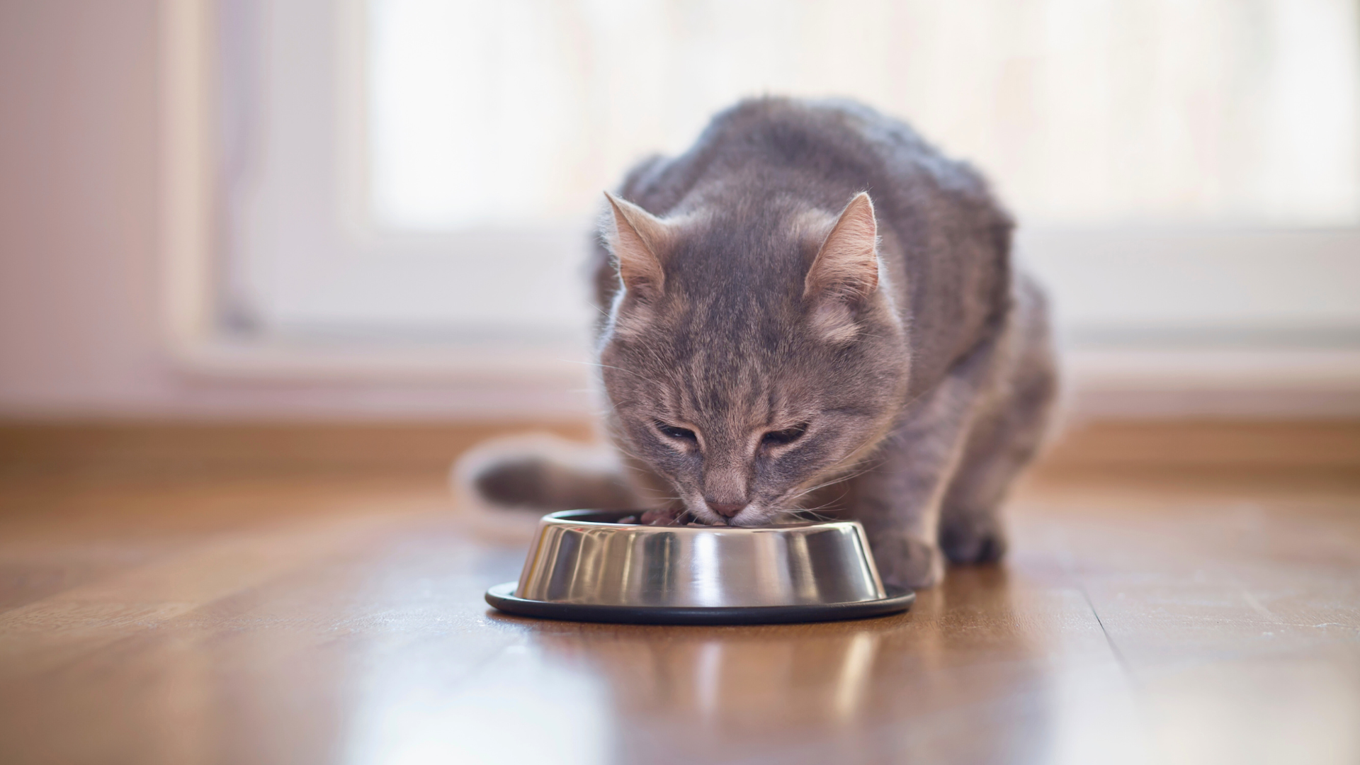 When to Worry if Your Cat Stops Eating, According to a Veterinarian ...