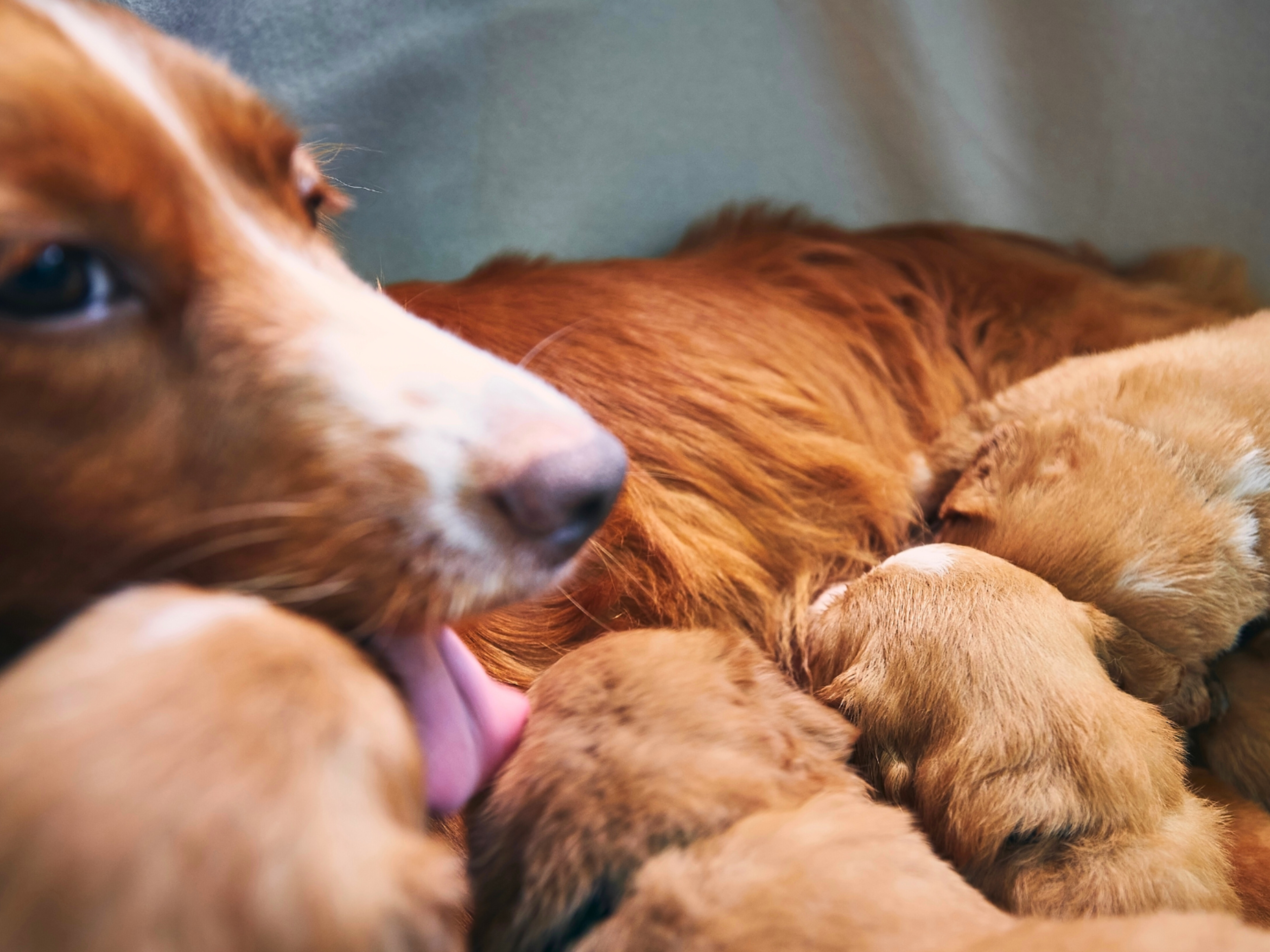 How to Treat Canine Mastitis at Home When No Vet Is Available - PetHelpful