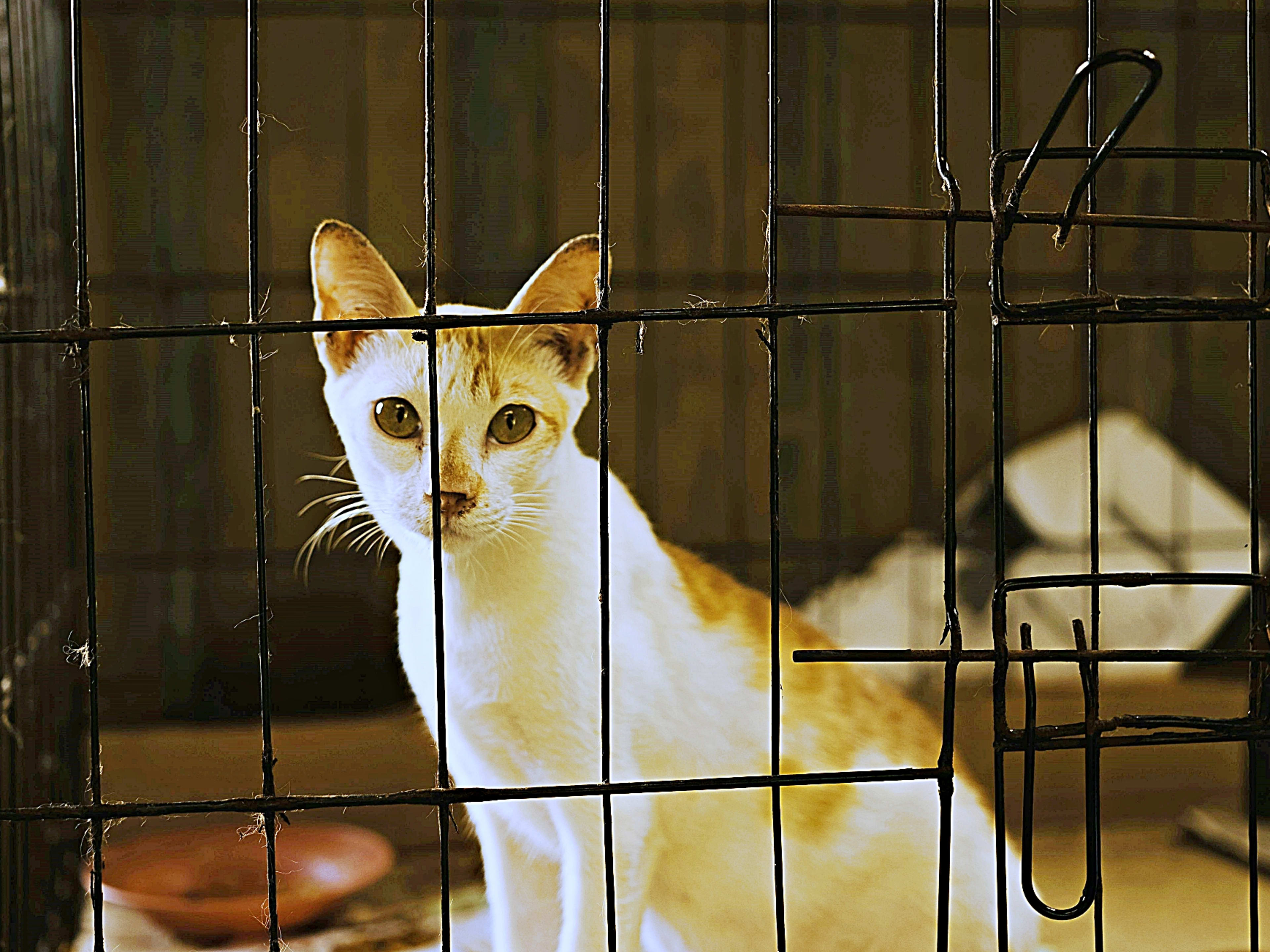 Caging Cats: When and Why It's Necessary - PetHelpful