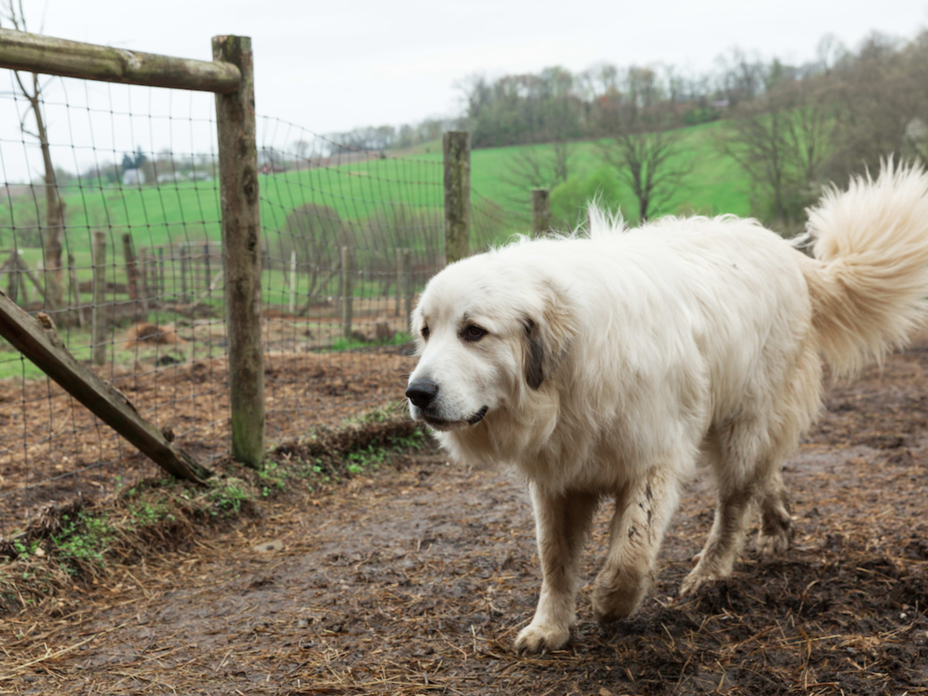 Great Pyrenees Farm Dog's Loving Care for Baby Goat Who Arrived Early ...
