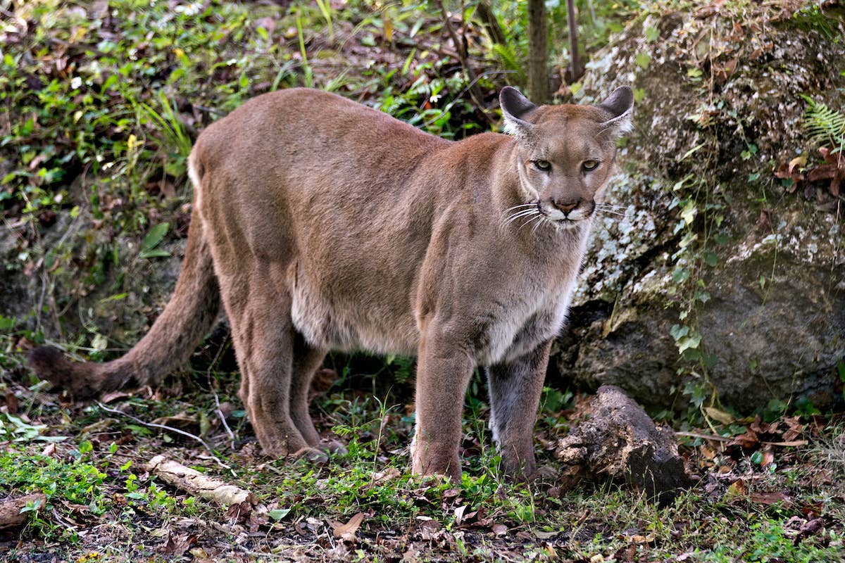 Endangered Florida Panther Mom Gives Cubs Cutest Growls to Follow Her ...