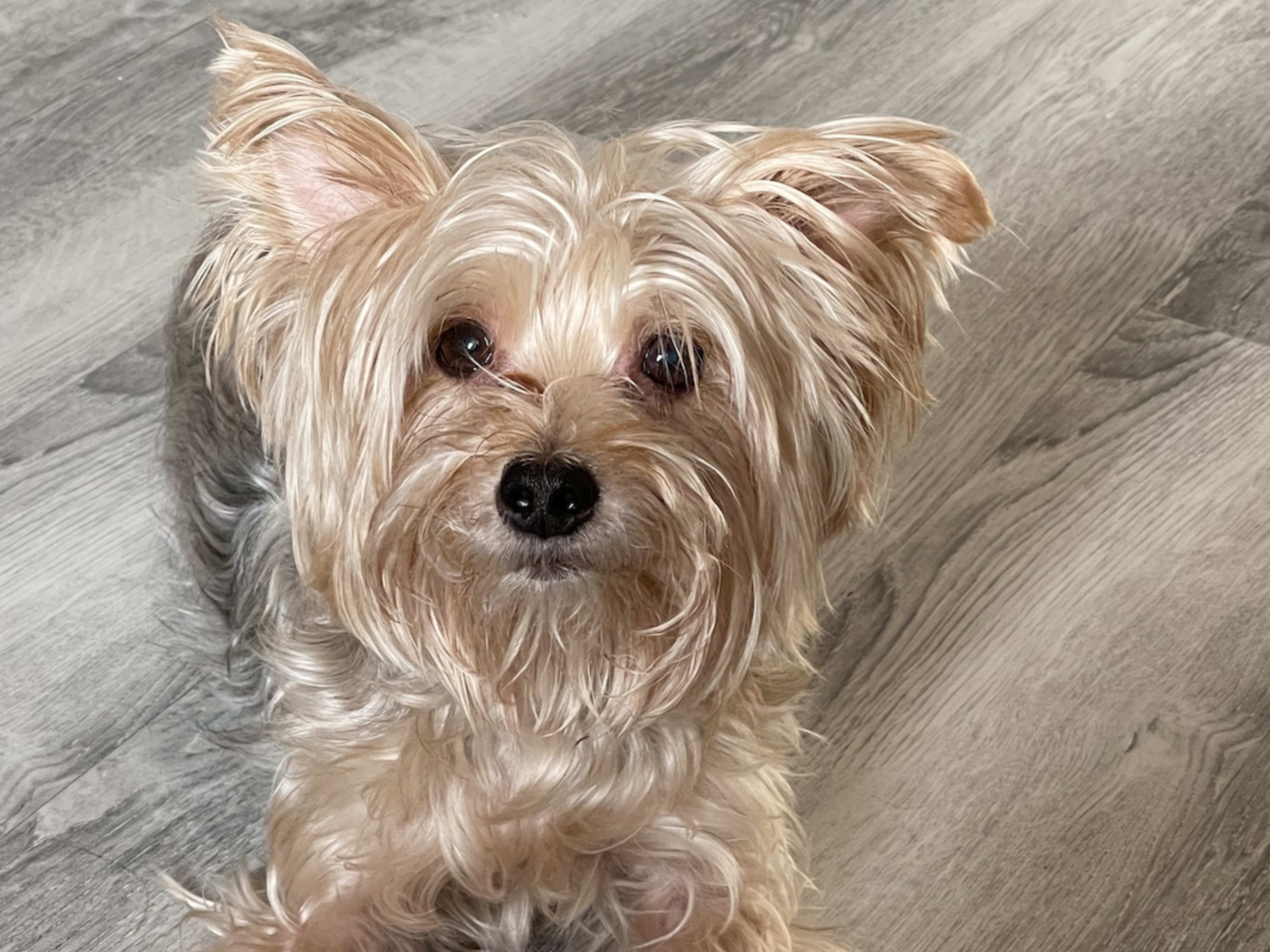 Yorkshire Terrier News Biewer Terrier Dog Breed Information