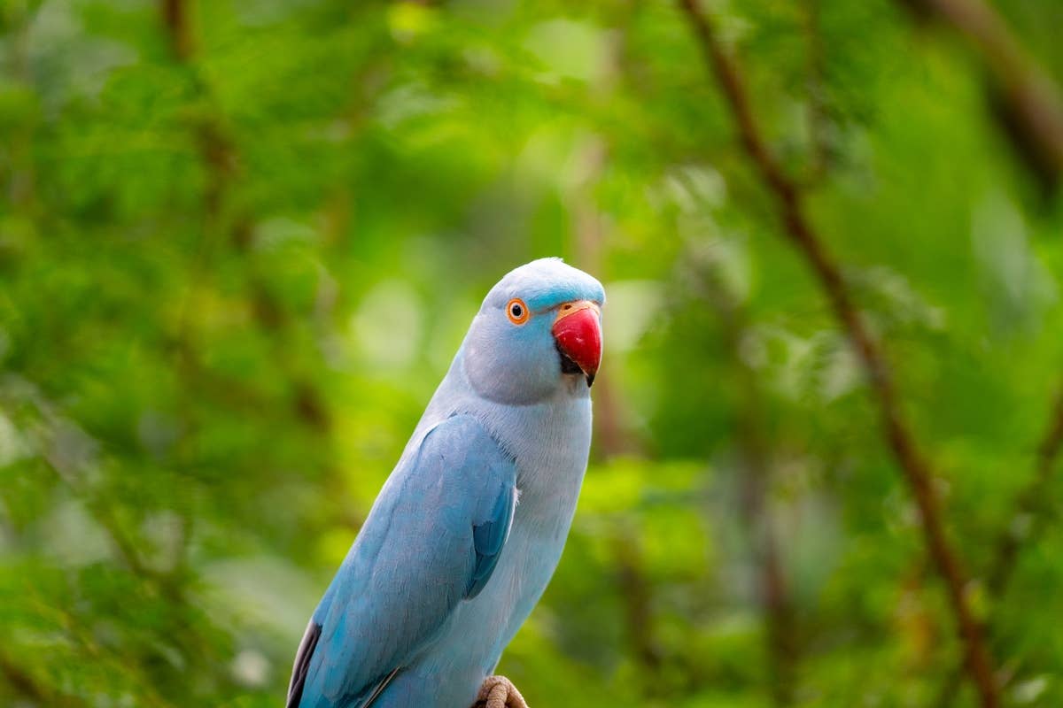Indian Ringneck Parrot Pair+of+ringneck Birds Rehome Buy And Sell