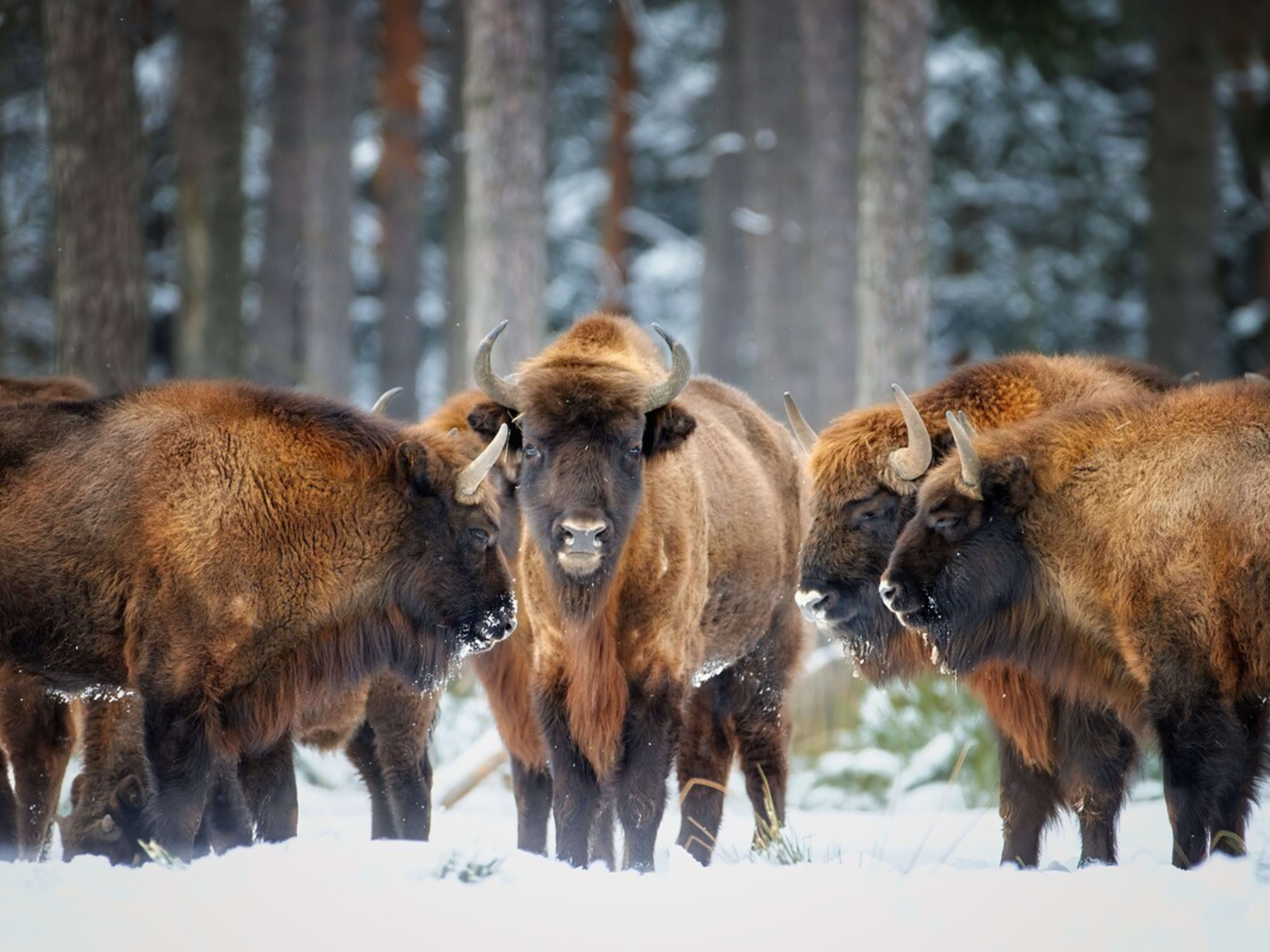 Bison