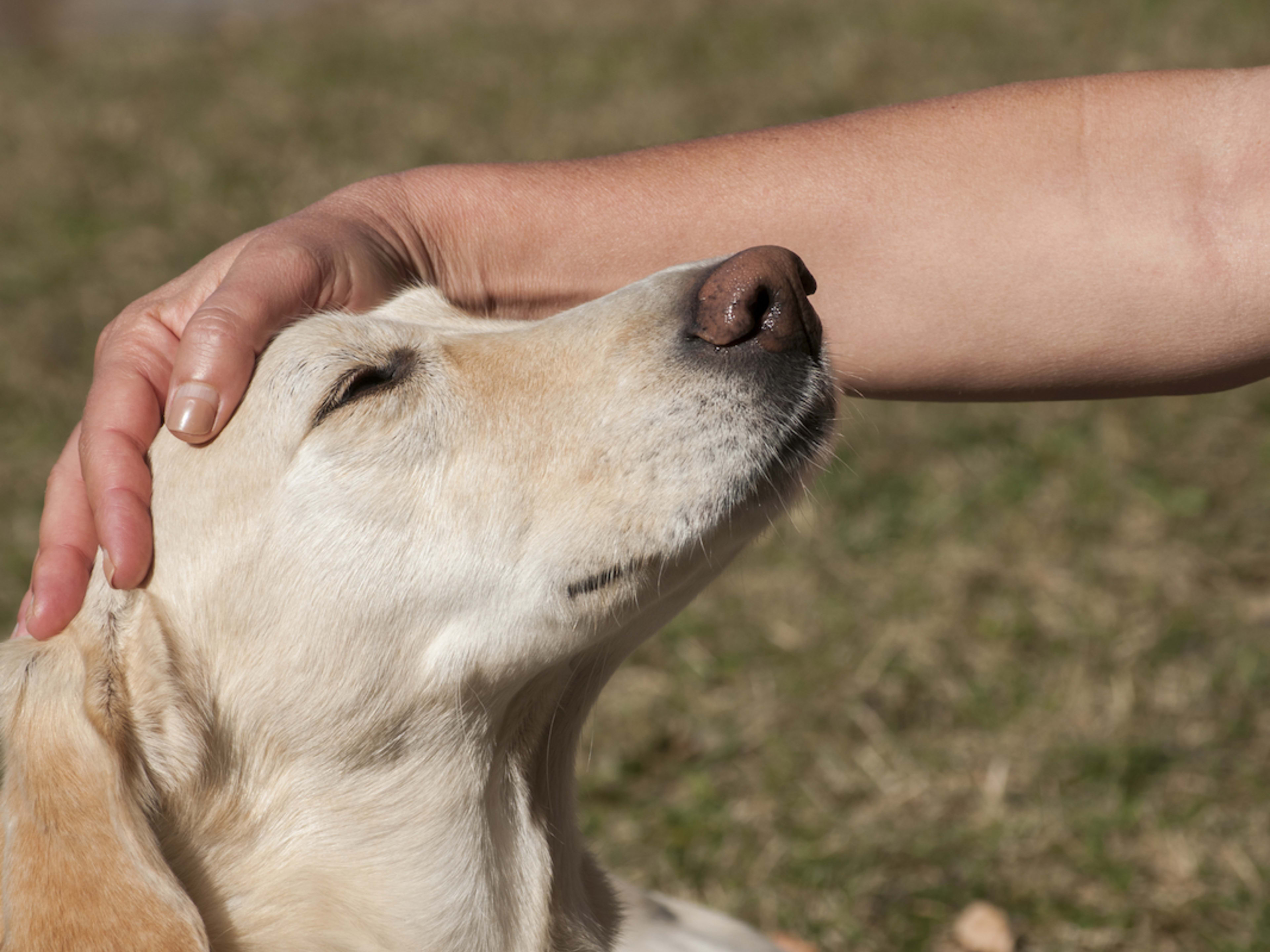 Yellow Labrador