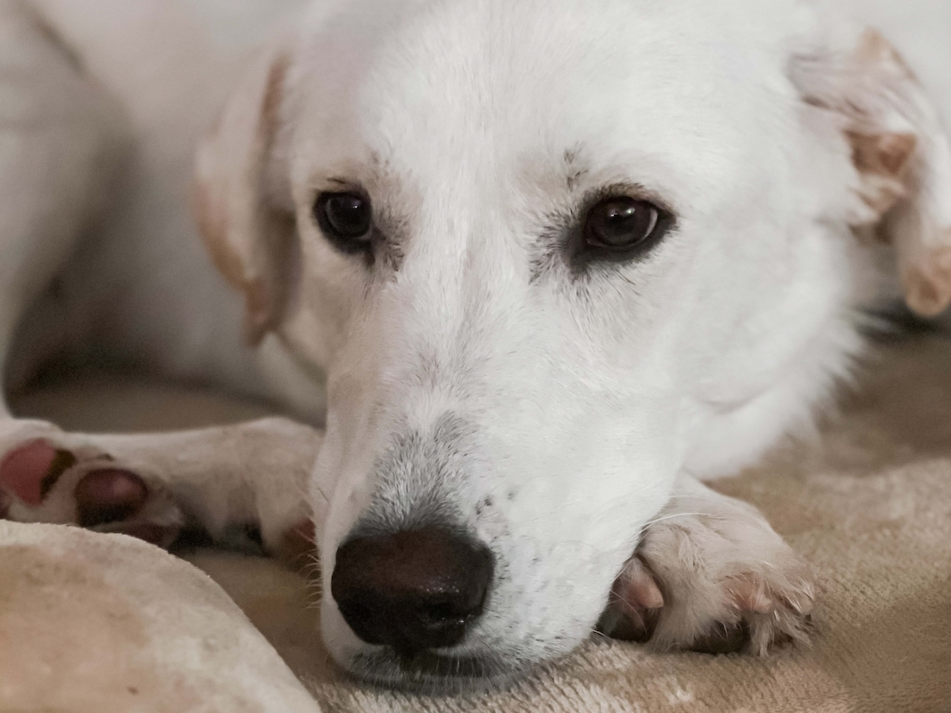 Confused Great Pyrenees Mix Surrendered for 'Chewing Up Something' Is ...