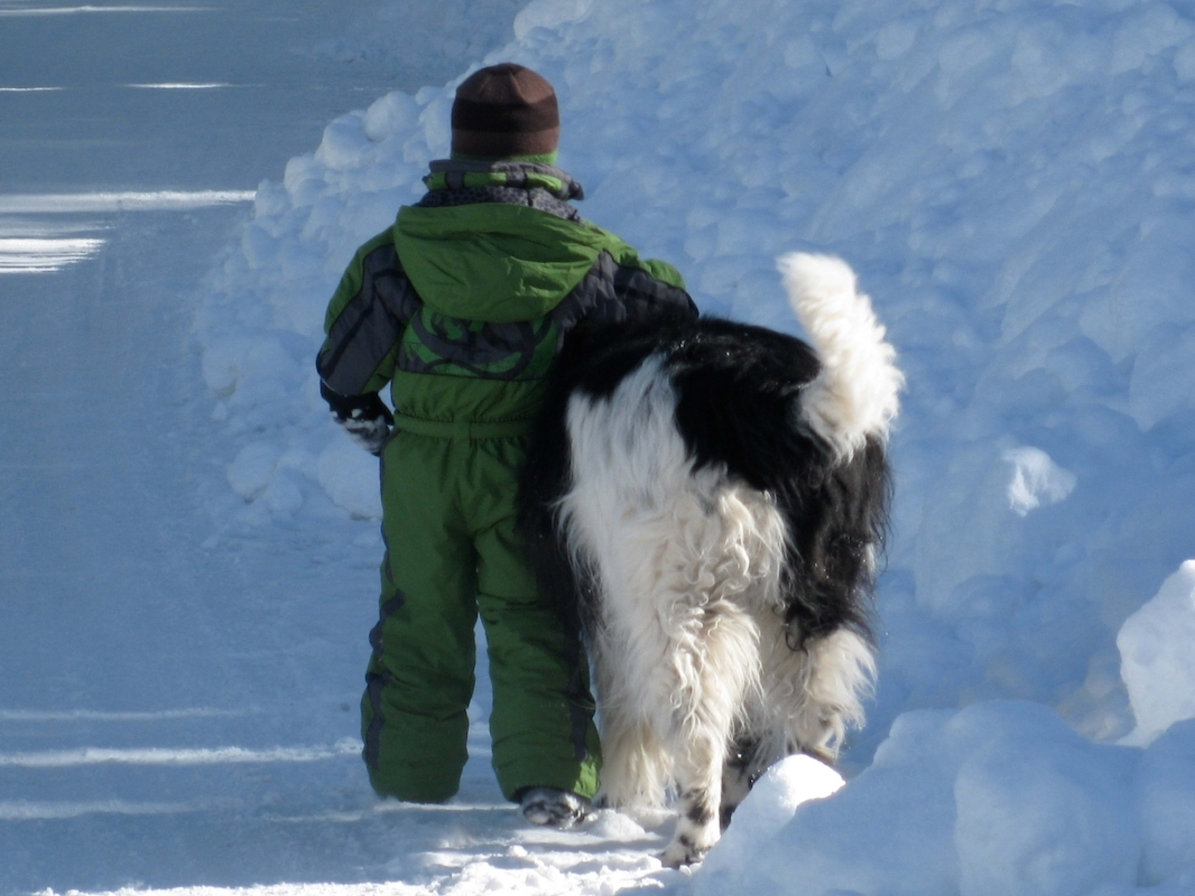 Newfoundland Refuses to Walk Little Boy to School After His Instinct ...