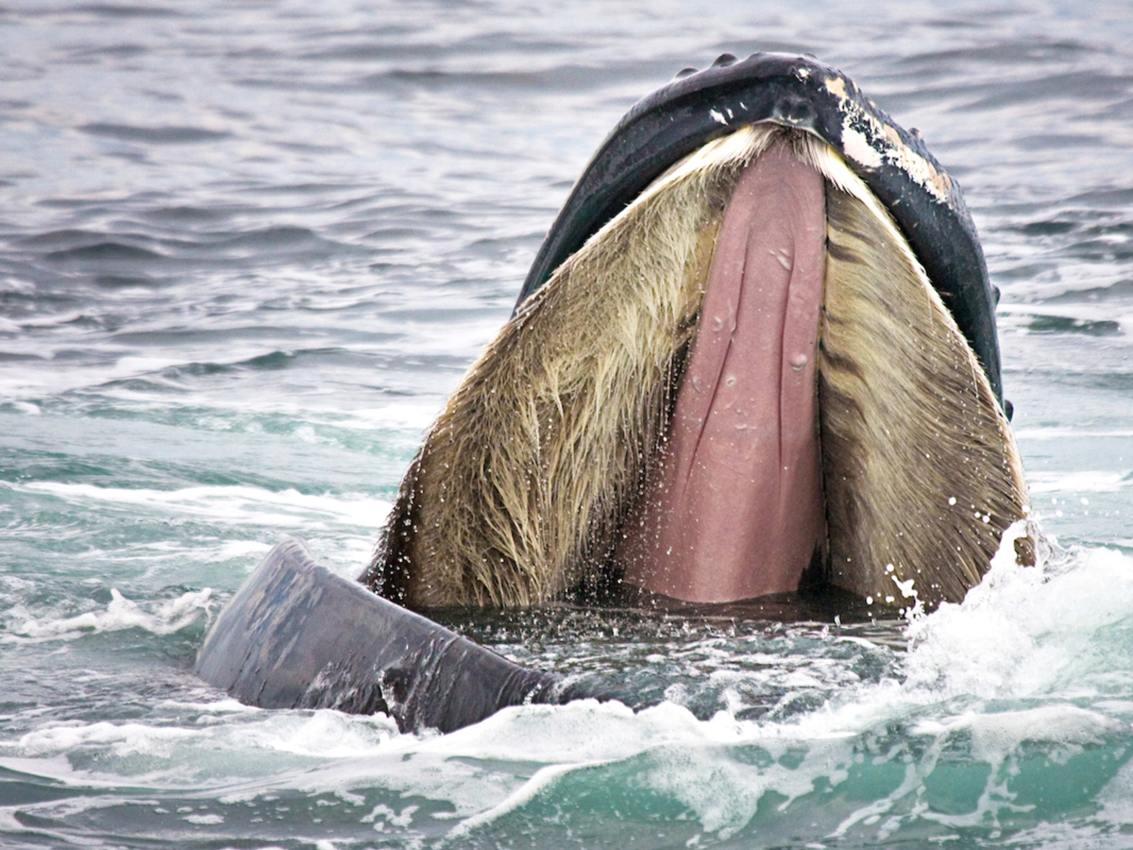 Inside Whale Stomach