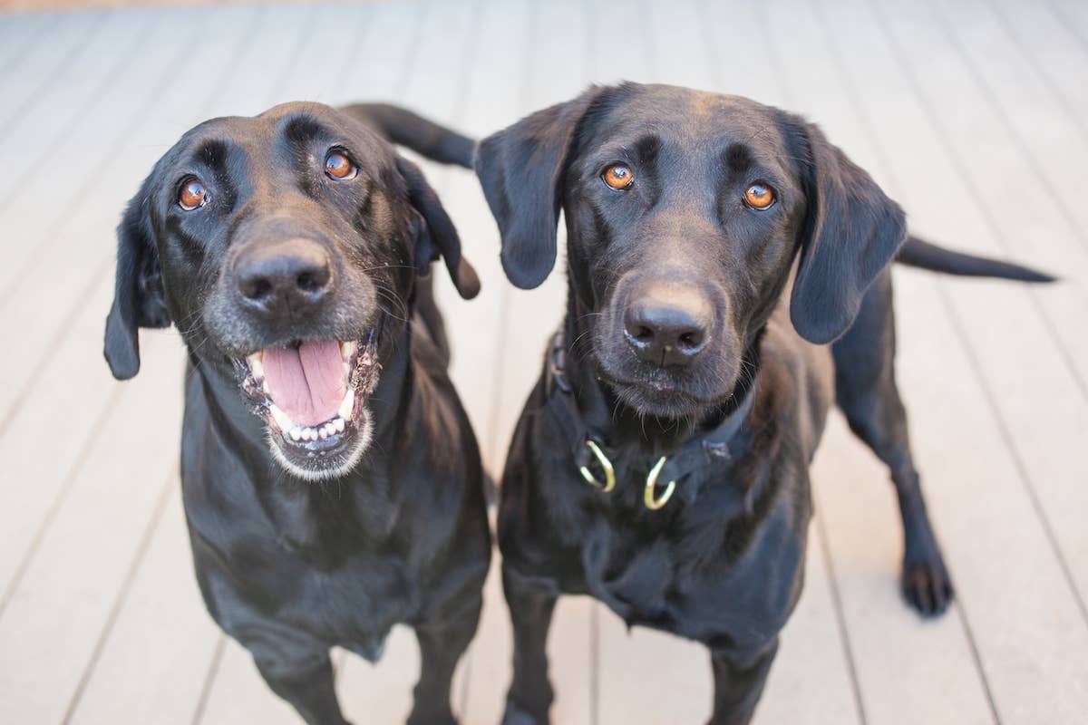Black Lab Brothers Invading Mom's Shower Time in Hopes of Playing Ball ...