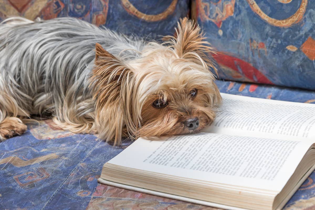 Senior Yorkie Dog Scores Dream New York Publishing Deal About His ...