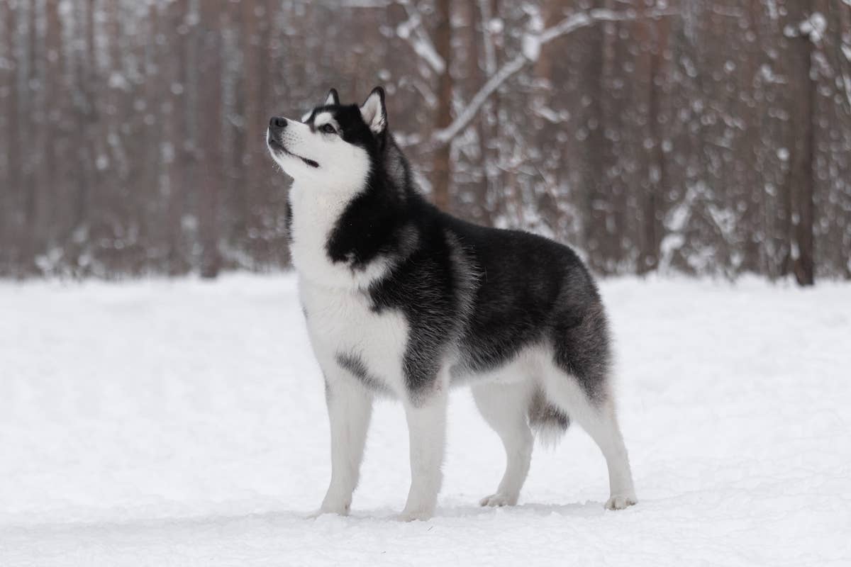 Thai Street Husky Sees Snow for First Time in New German Home and It's ...