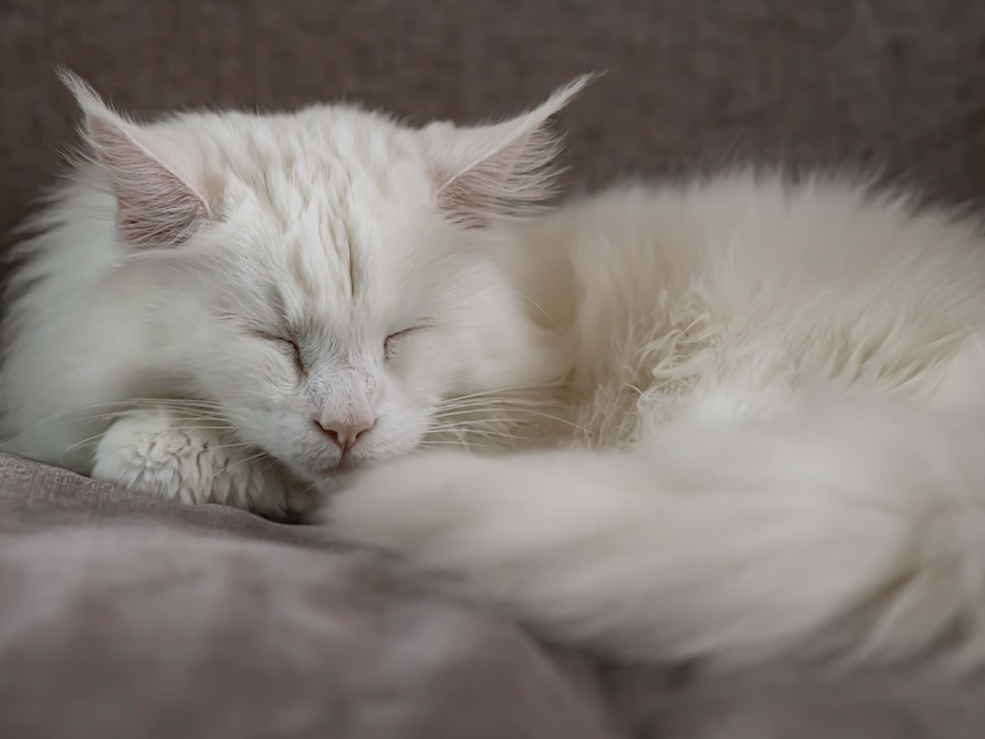 Gorgeous Maine Coon Cat Finds Sweetest Cozy Hiding Spot for Herself and ...