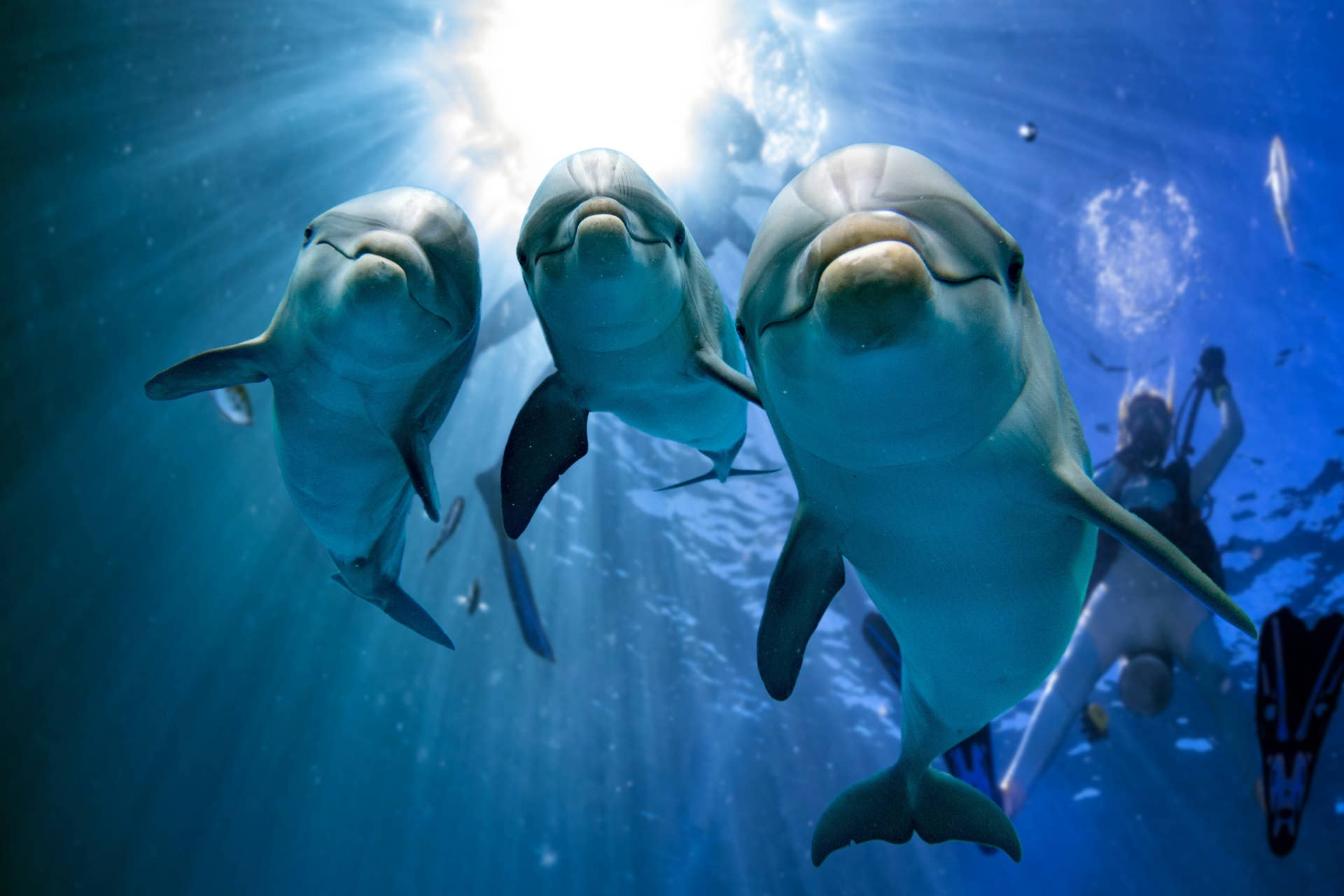 Diver's Once-in-a-Lifetime Experience with Pod of Dolphins Off Coast of ...