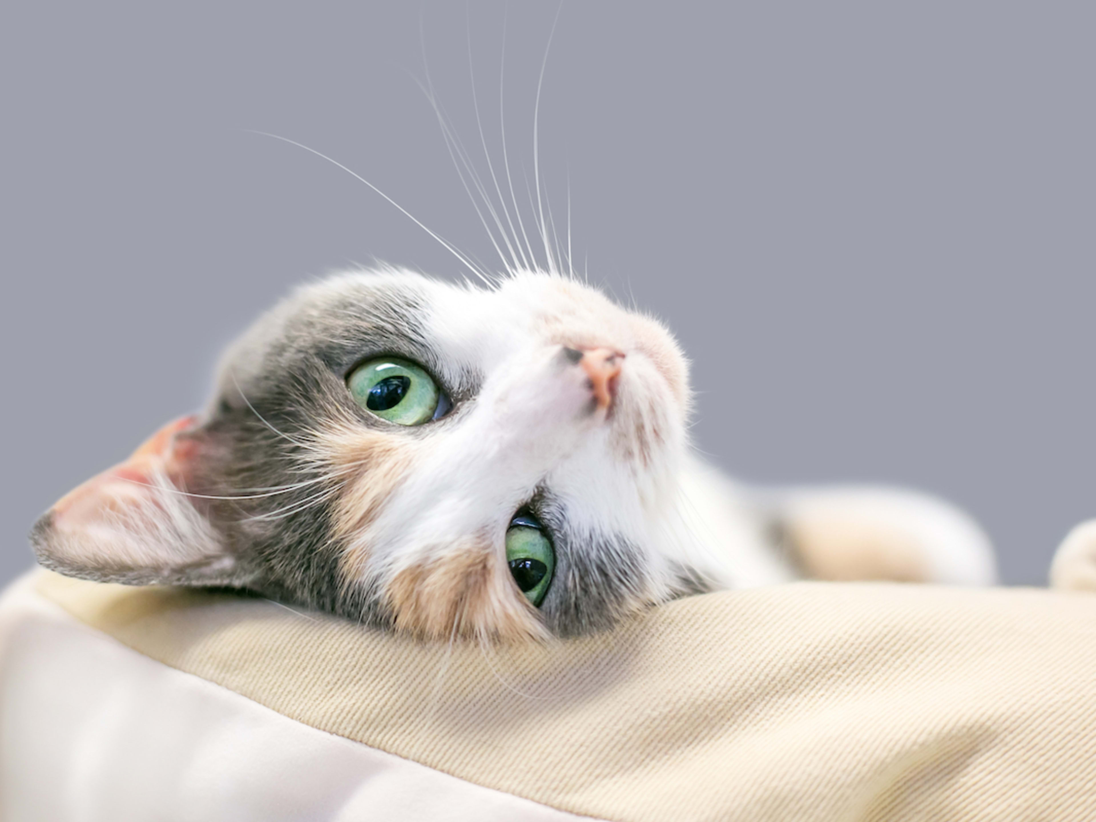 Relaxing Cat Amazon.com : 4 Pcs Cat Calming Collar Adjustable Lavender