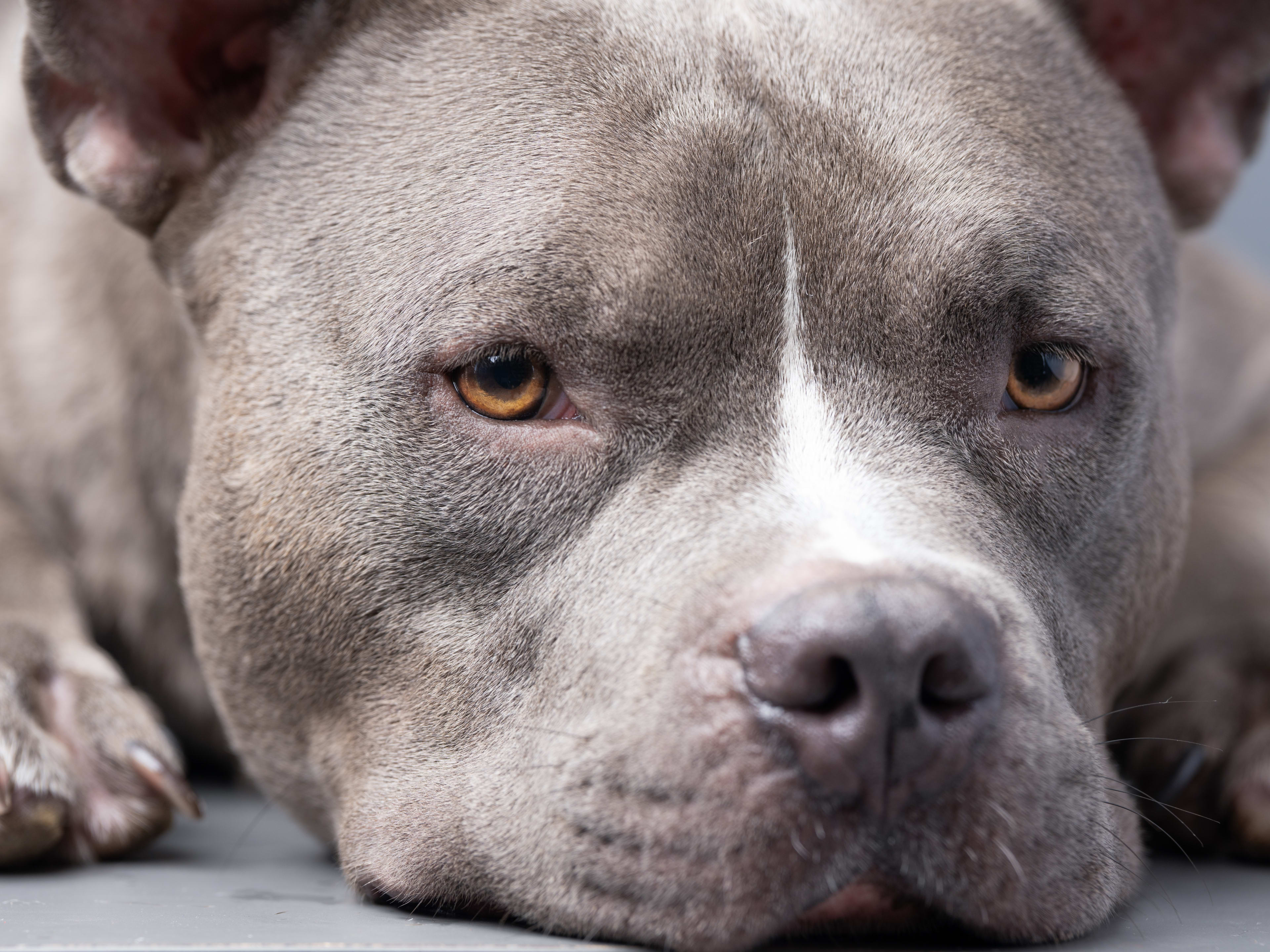 Dog Carefully Cradles Sleeping Toddler on Chest for a Nap and It's the ...