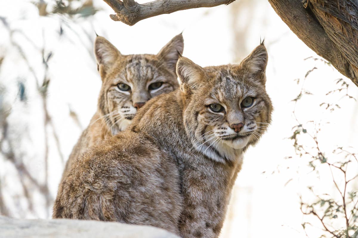 Female Bobcats Color Do Bobcats Make Great Pets? Cats.com