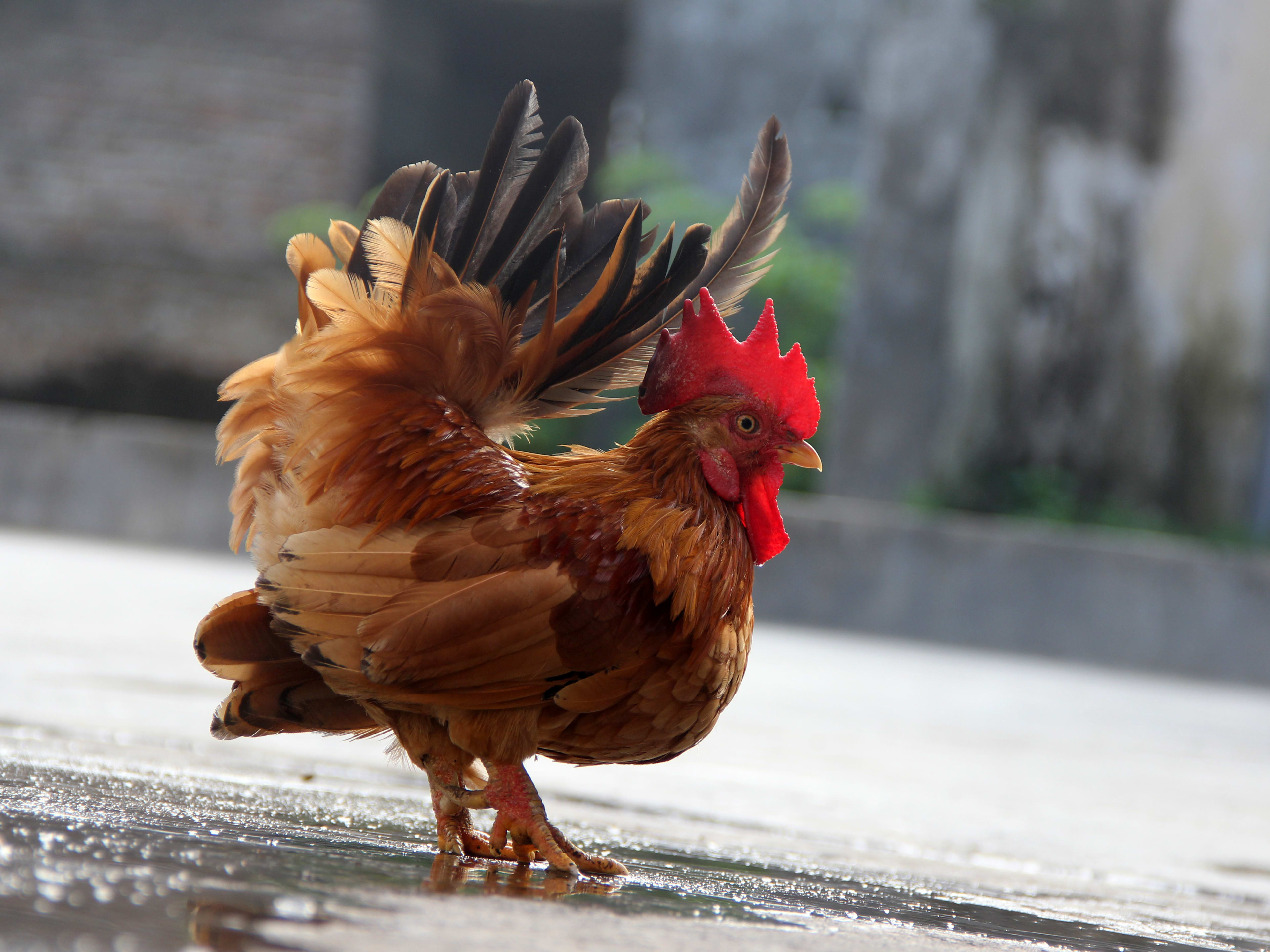 Chicken with Perfect Manicure and Hair Style Has More Drip Than Any Human