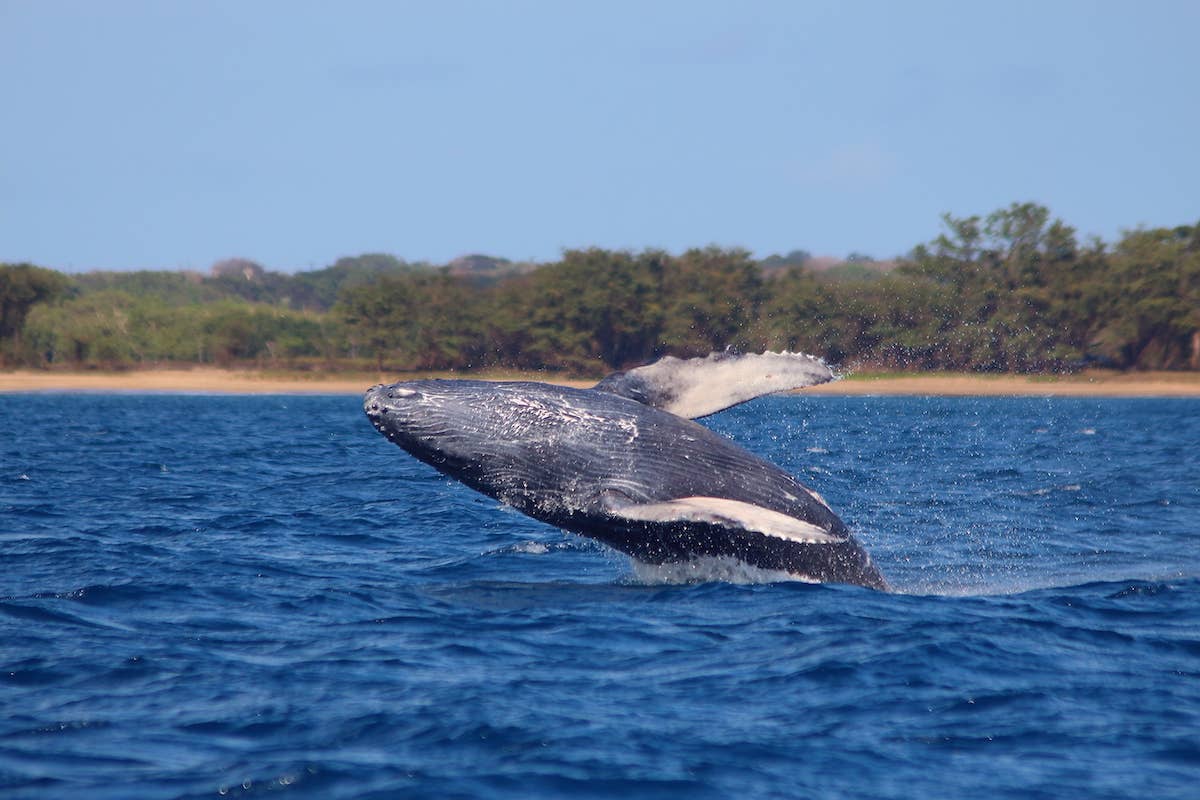 Whale Teaches Her Baby the Majestic Art of Breaching the Waves in ...