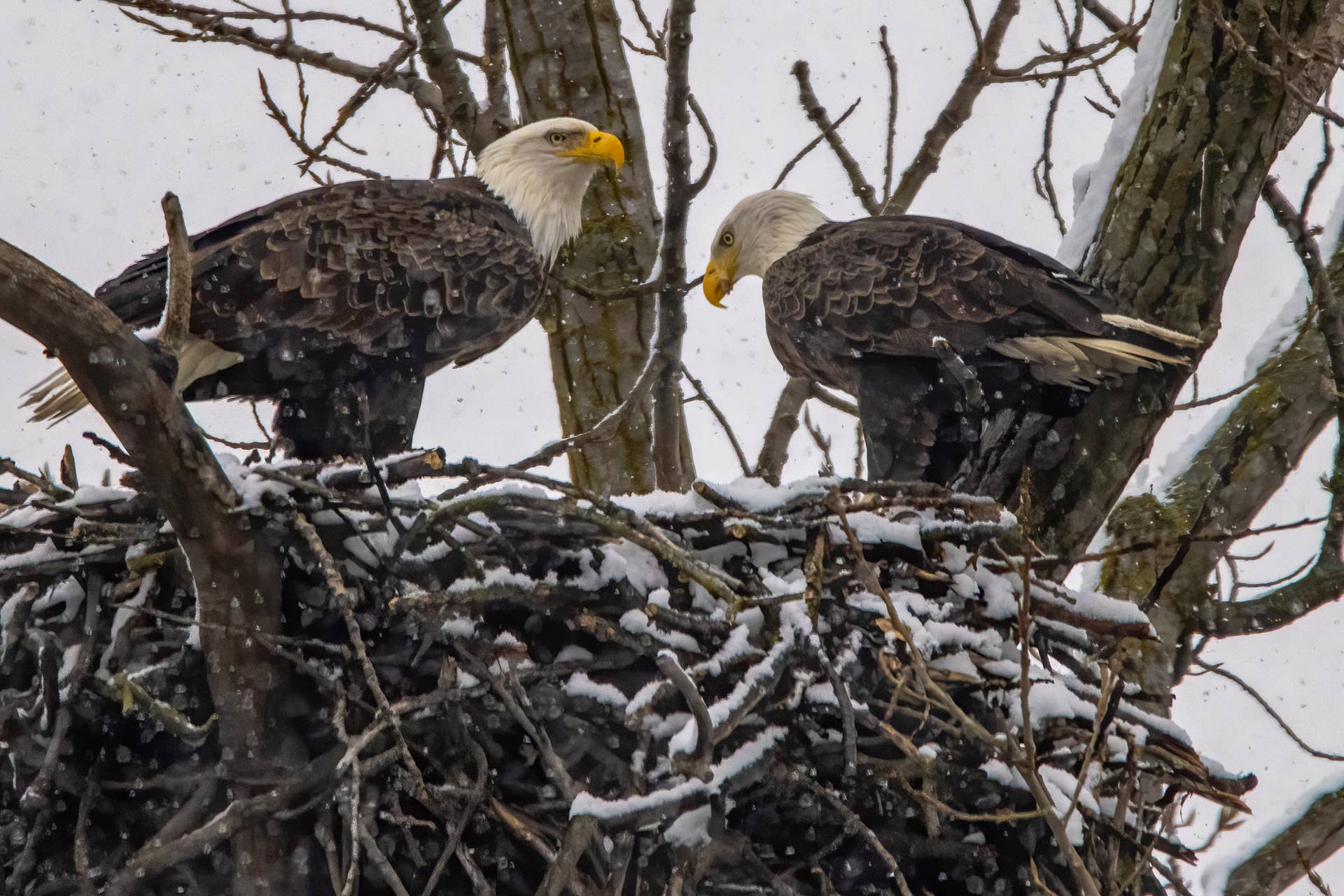 Famous' Bald Eagle Brings Sweetest Surprise to Mom Sitting on Three ...