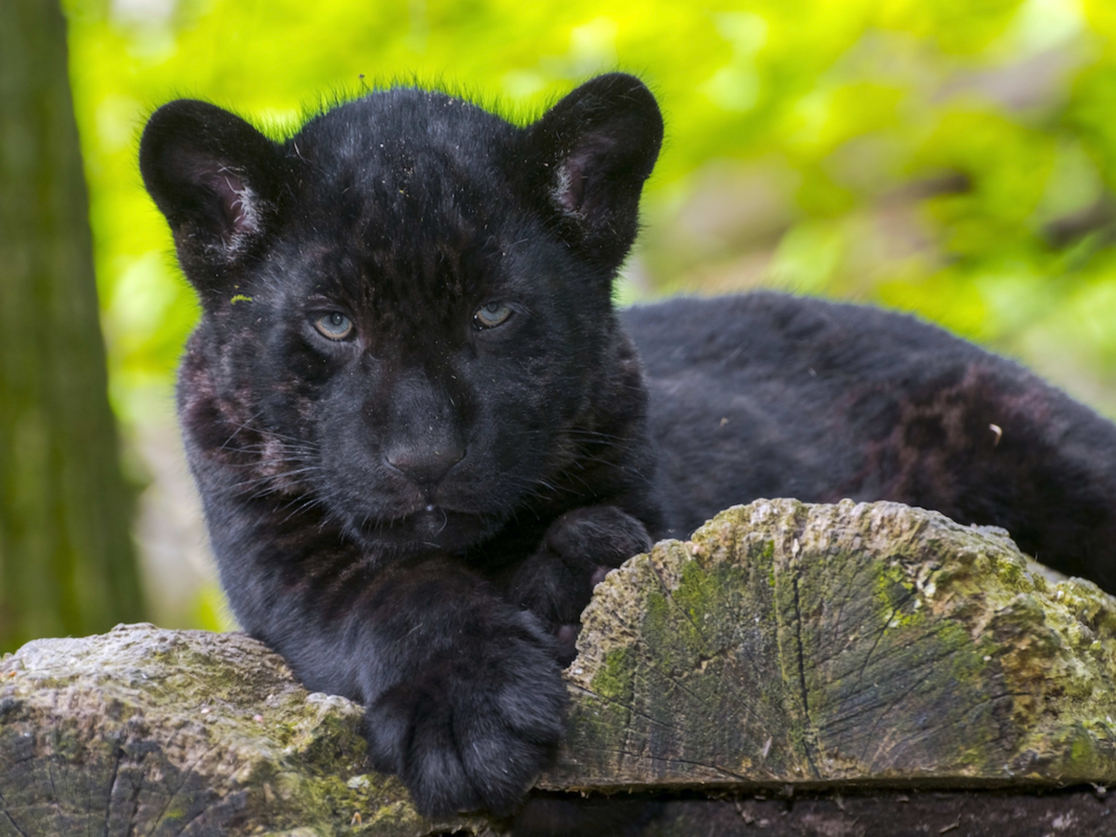 Black Panther Cub Learning How to Swim in Zookeeper's Arms Brings All ...