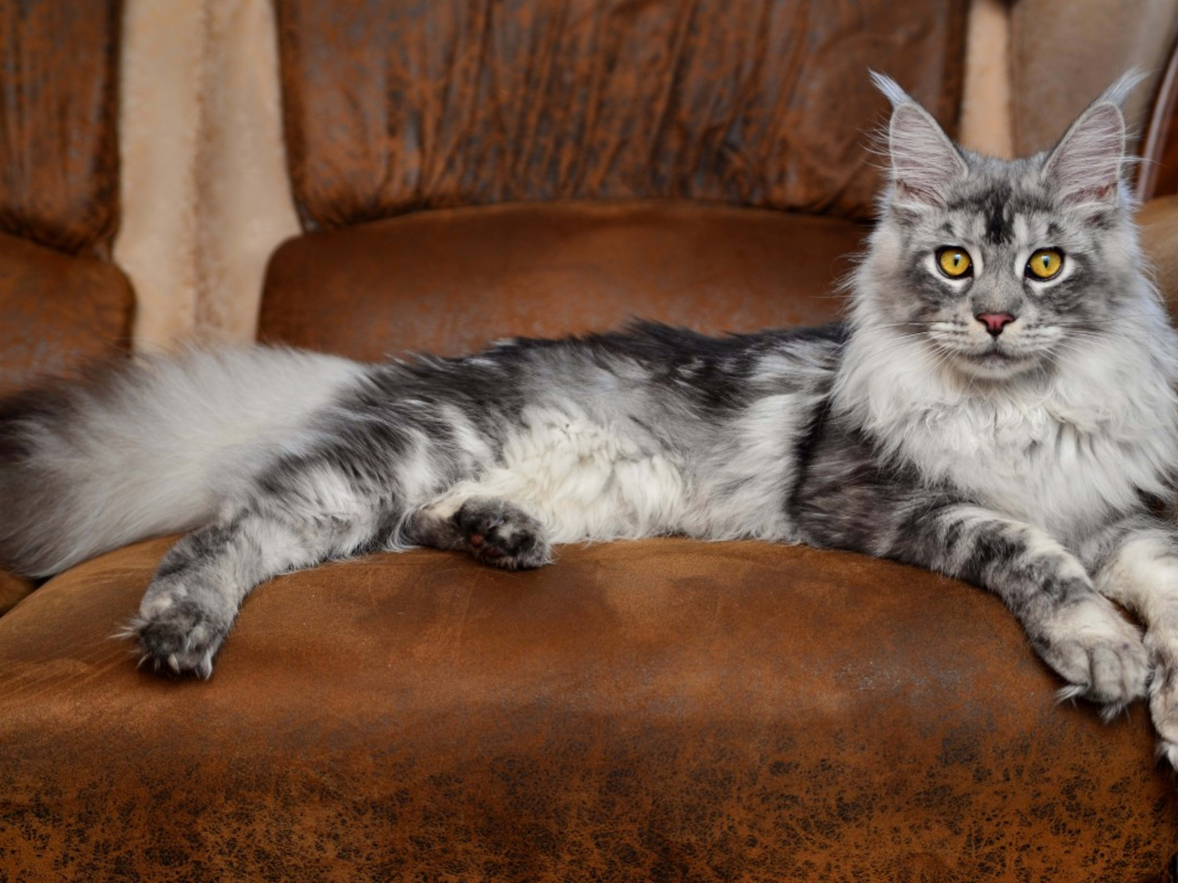 Silver Maine Coon Cat Is So Huge Her Belly Can't Fit in Her Cat House ...