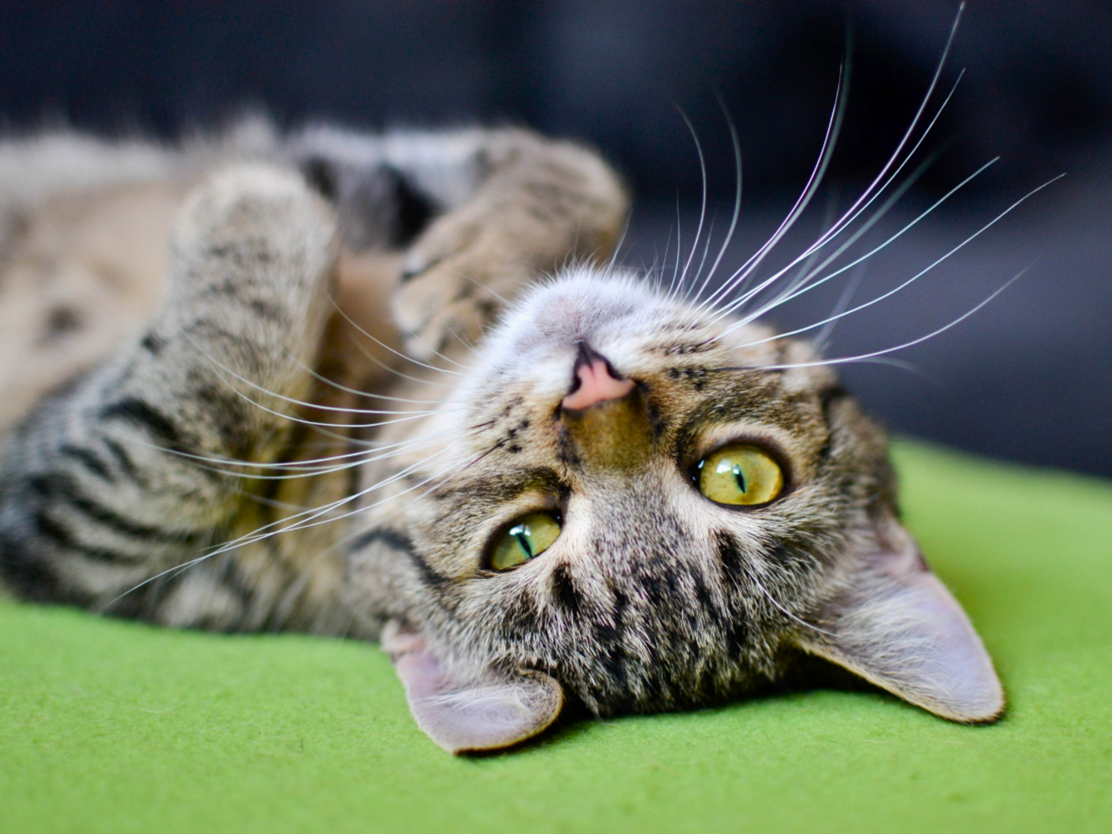 3 Common Causes of Unexplained 'Lumps' on Cats - PetHelpful