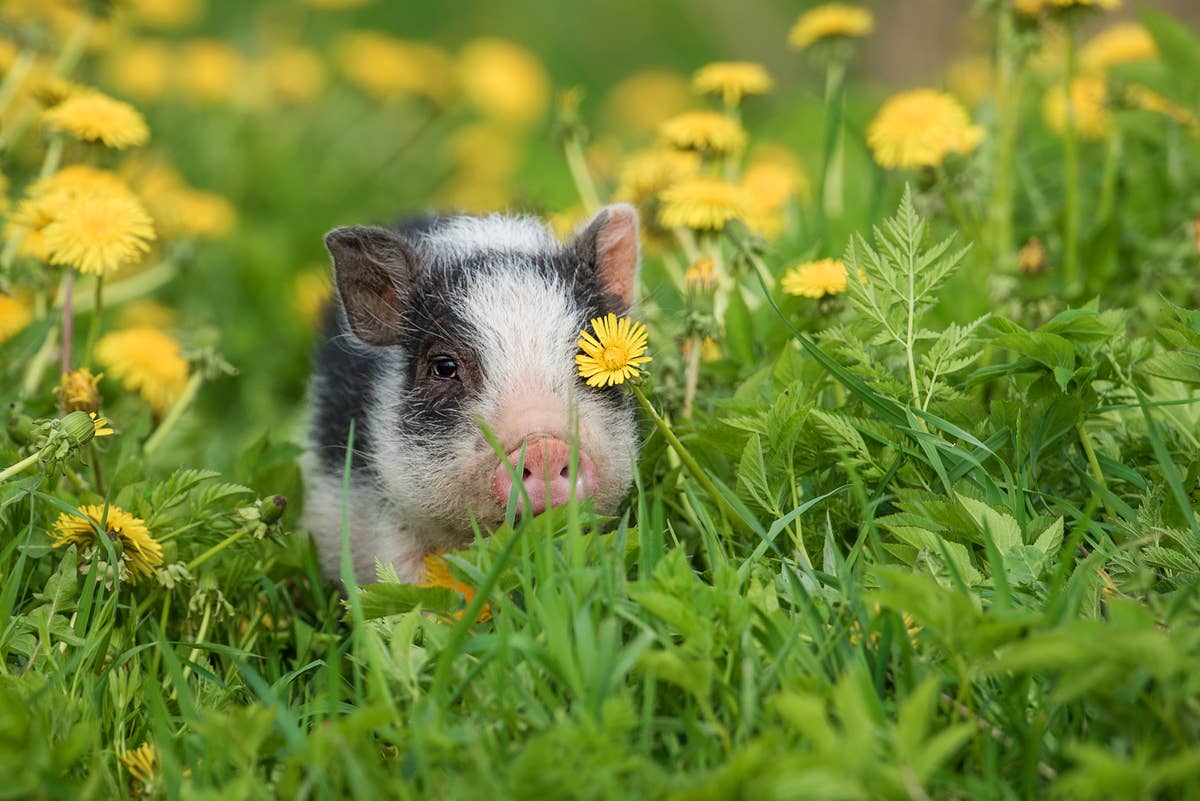Tiny Baby Piglet Snuggling Up With Her Human Brother Is So Cute People ...