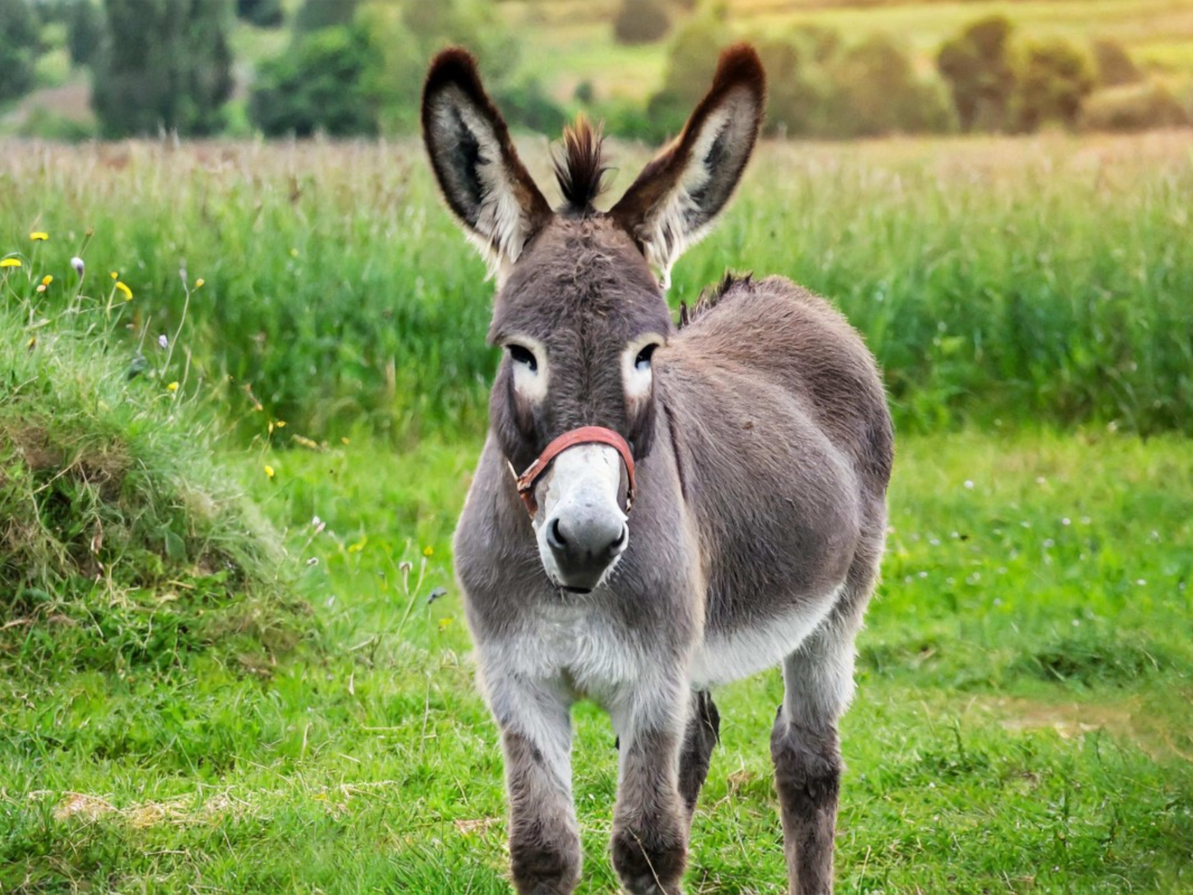 Senior Donkey Pulls a Total Jail Break Straight Out of 'The Shawshank ...
