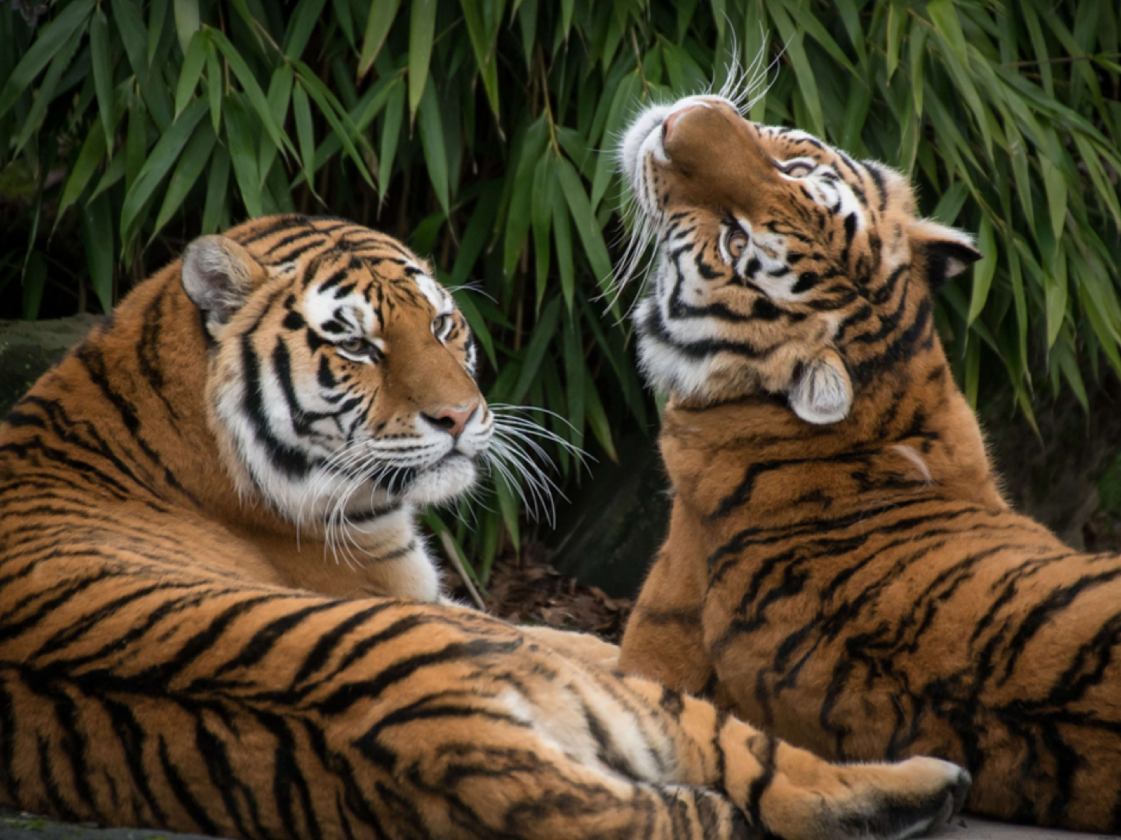 Gorgeous Tiger Brothers Take on a Giant Pickle at Oregon Zoo & It's Too ...